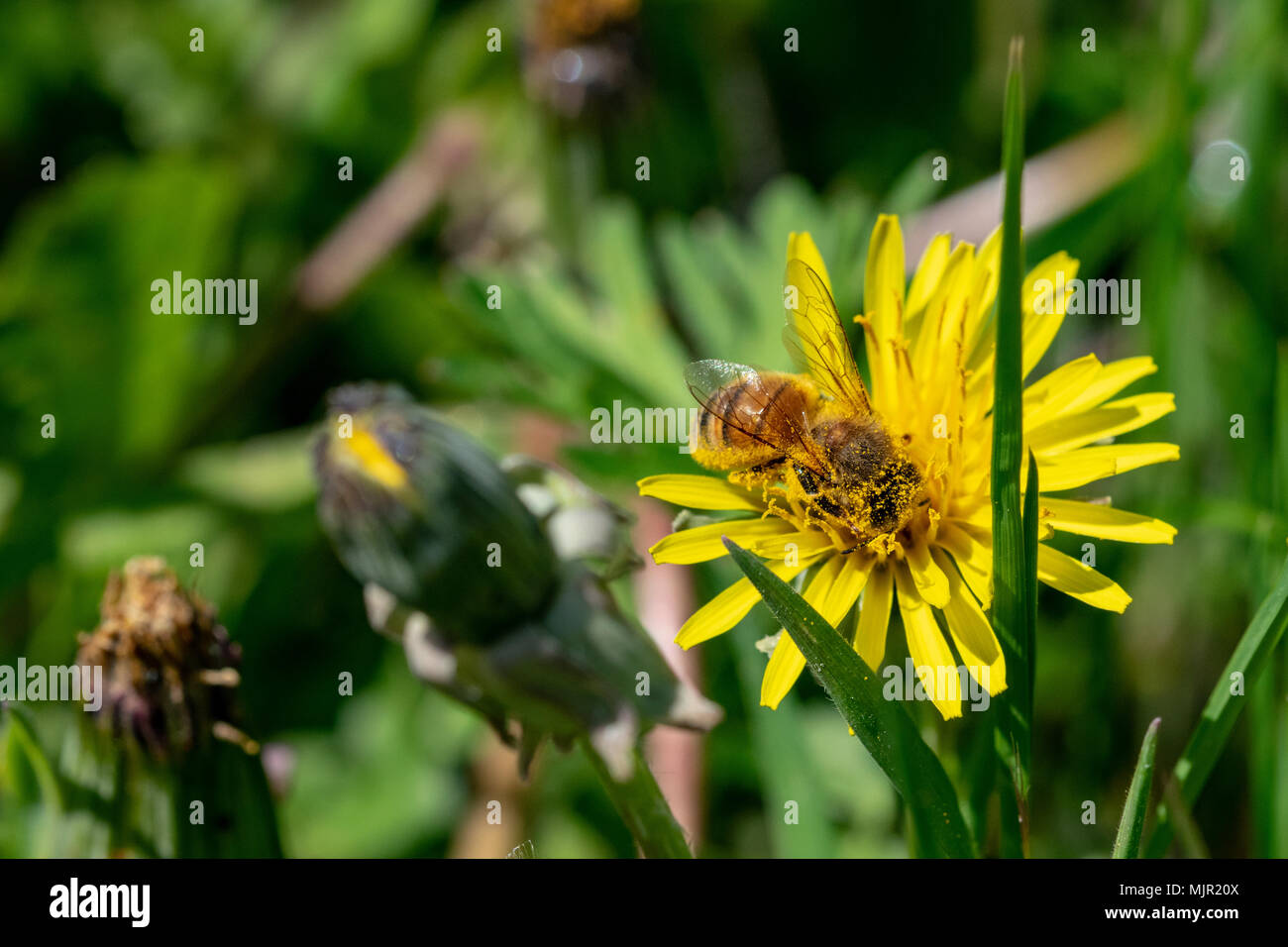 Bees collect nectar from dandelion hi-res stock photography and images ...