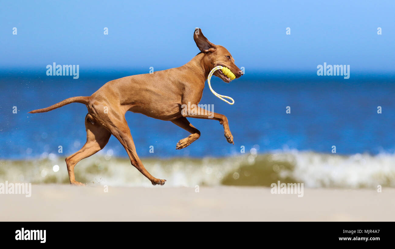 Female vizsla hi-res stock photography and images - Alamy