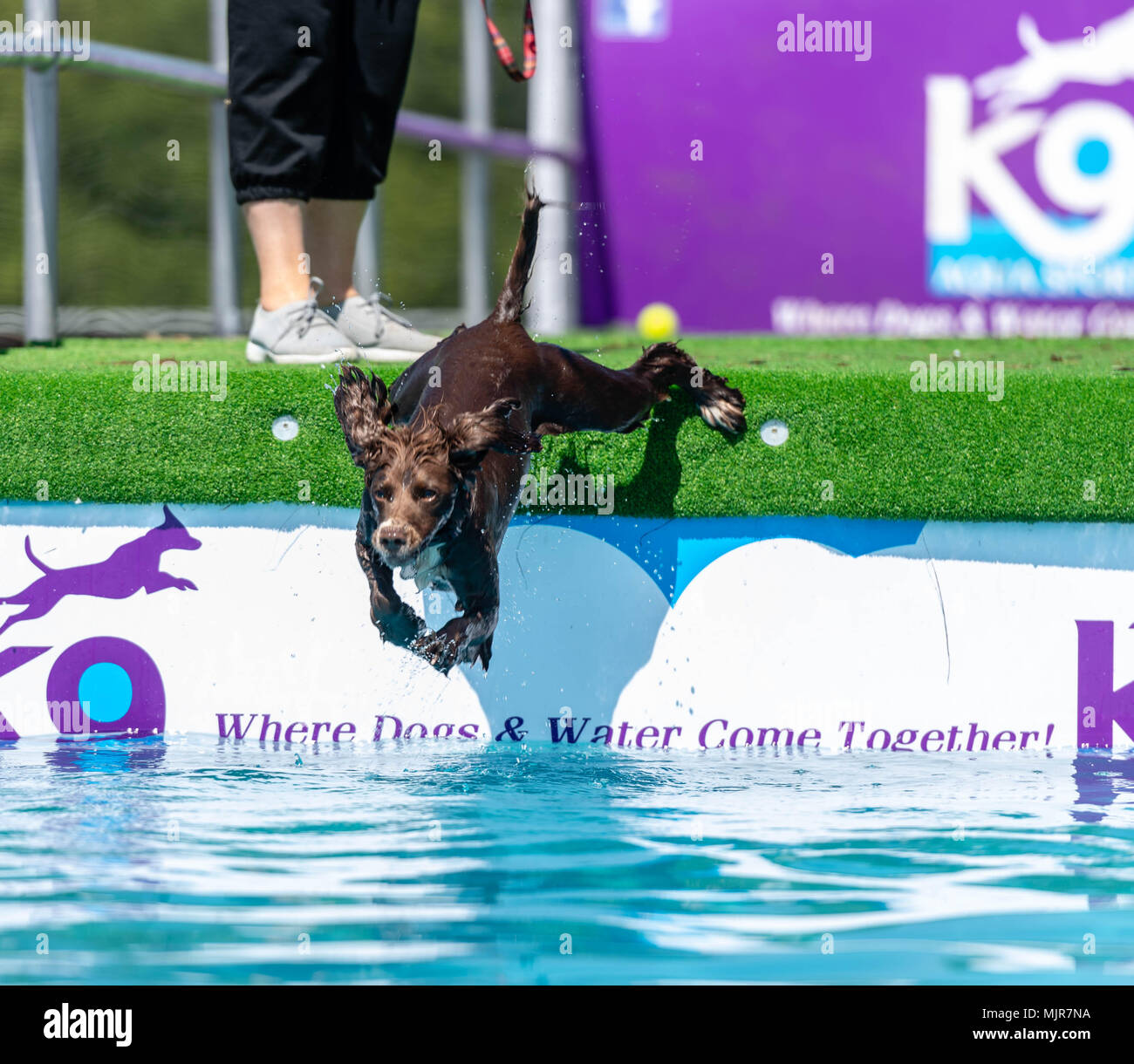 Dog leaps into a swimming pool hi-res stock photography and images - Alamy