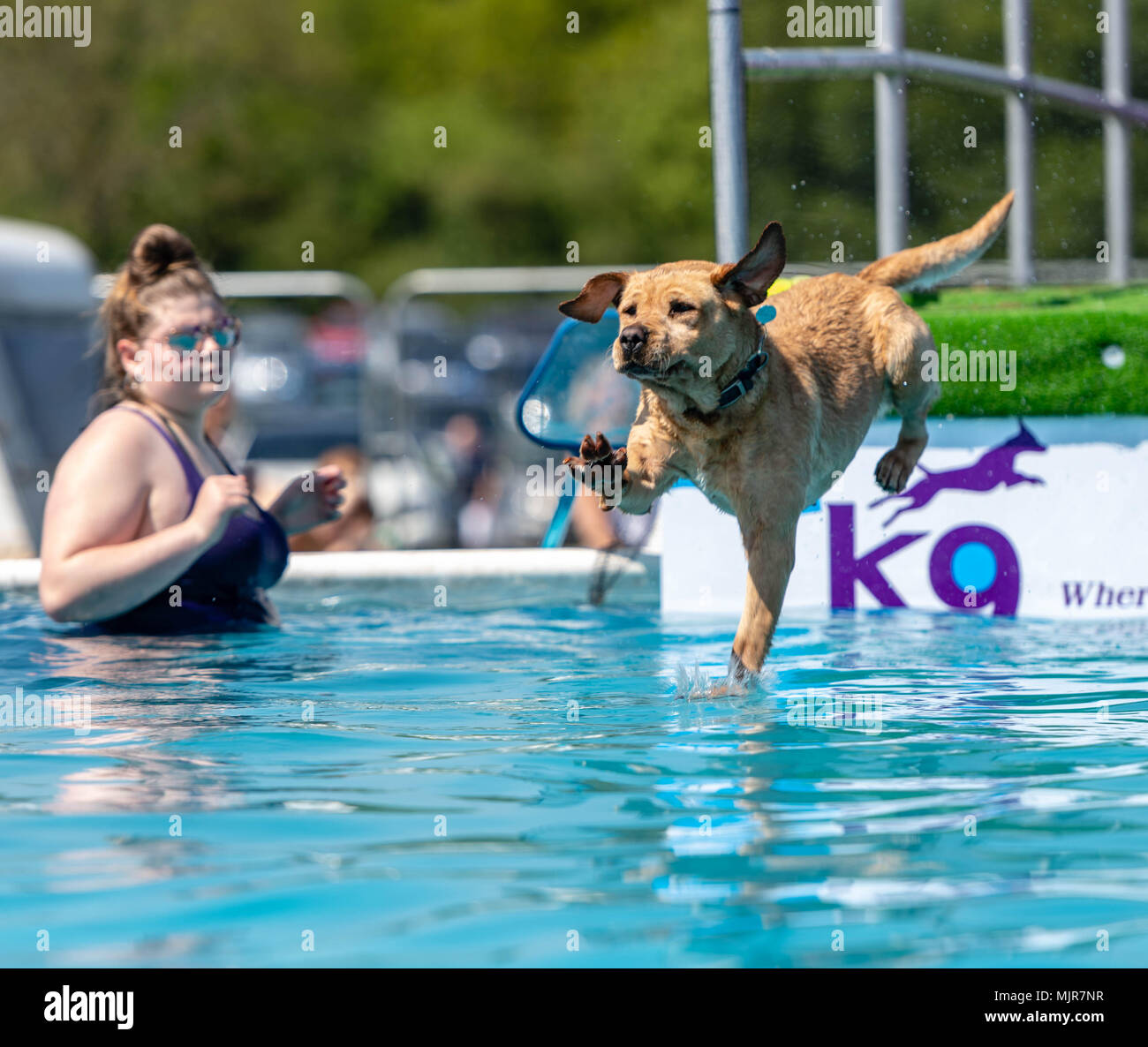 Dog going swining hi-res stock photography and images - Alamy