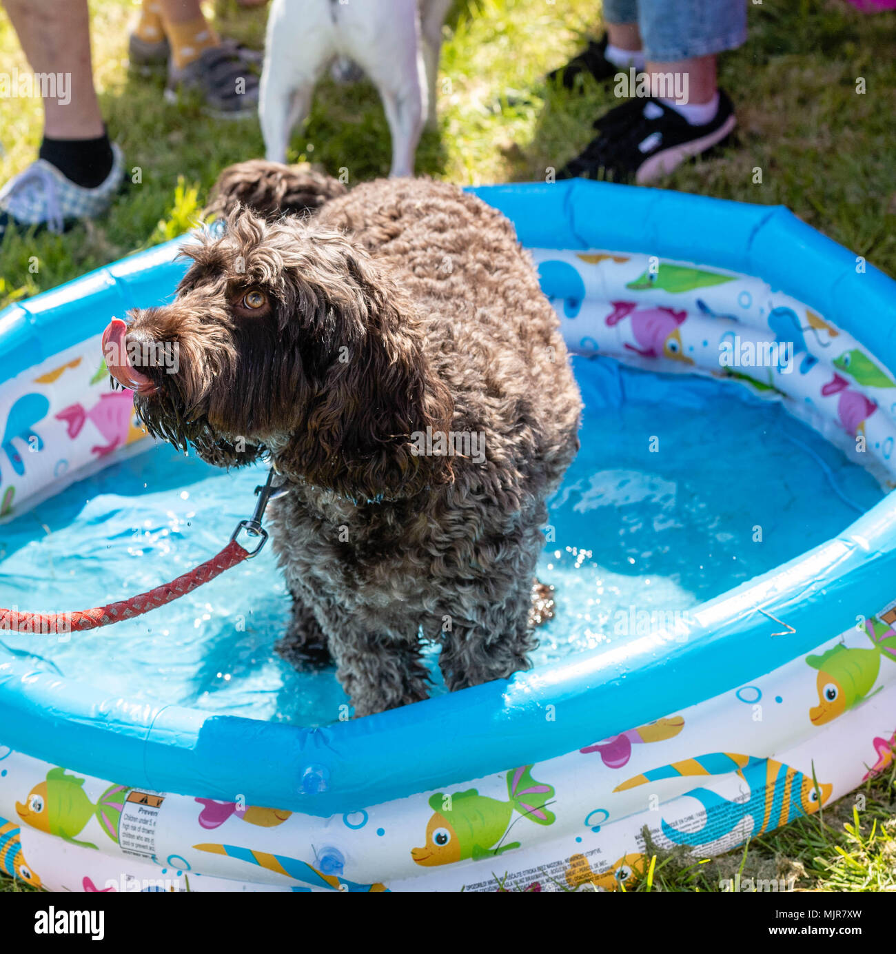 Overheated dog cooling off hi-res stock photography and images - Alamy