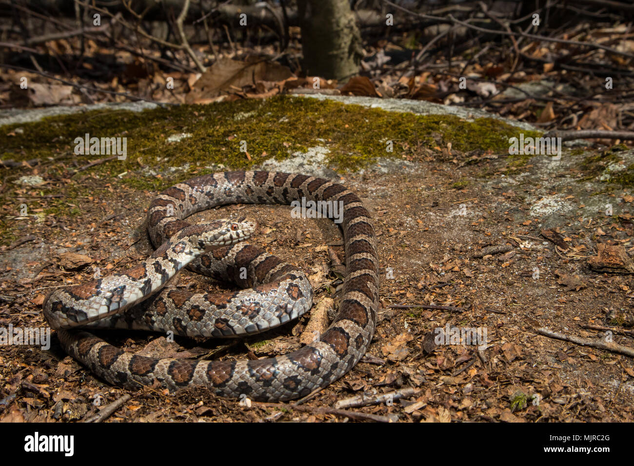Black and white snake hi-res stock photography and images - Alamy