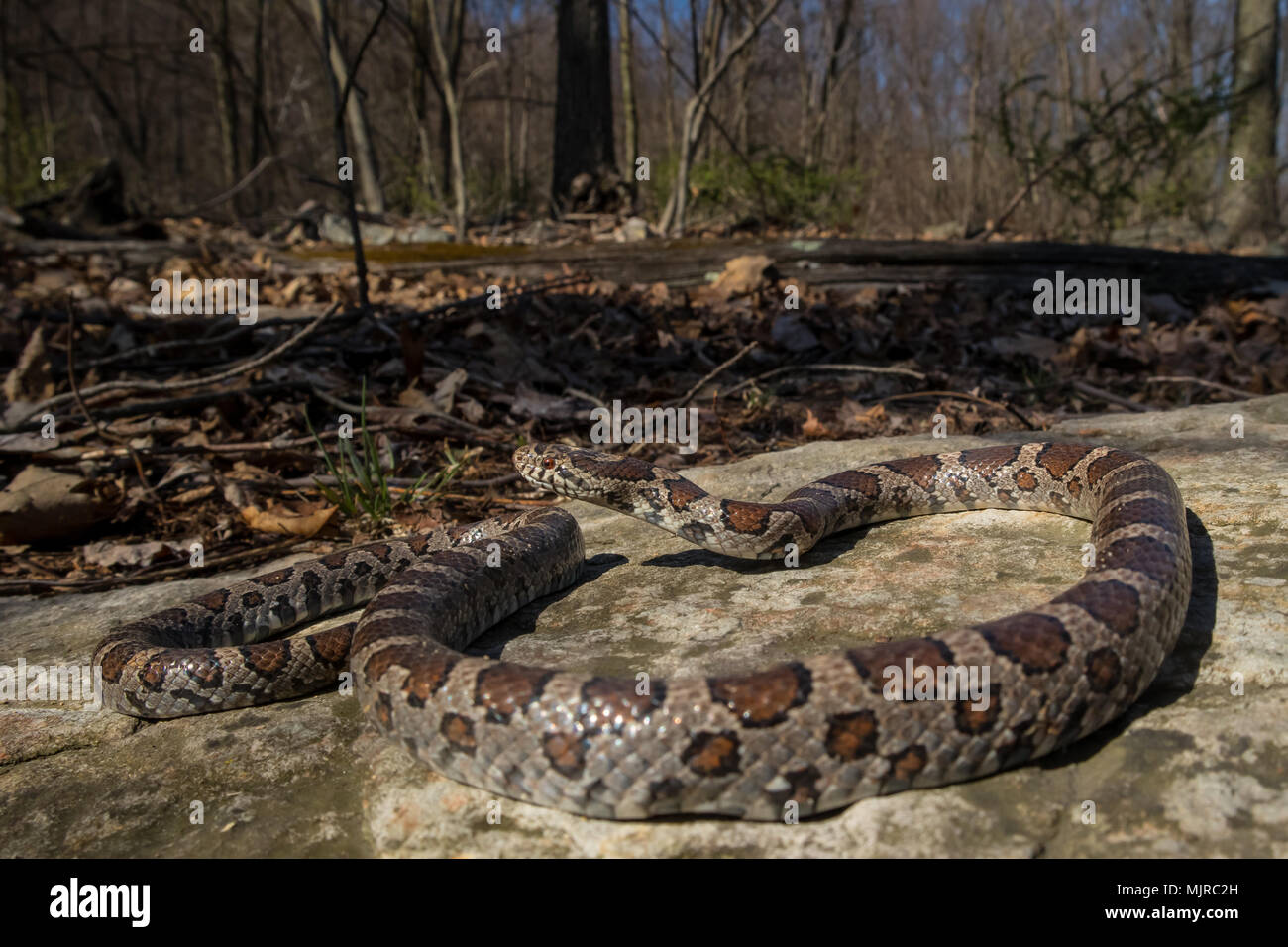 Eastern milk snake - Lampropeltis triangulum Stock Photo - Alamy