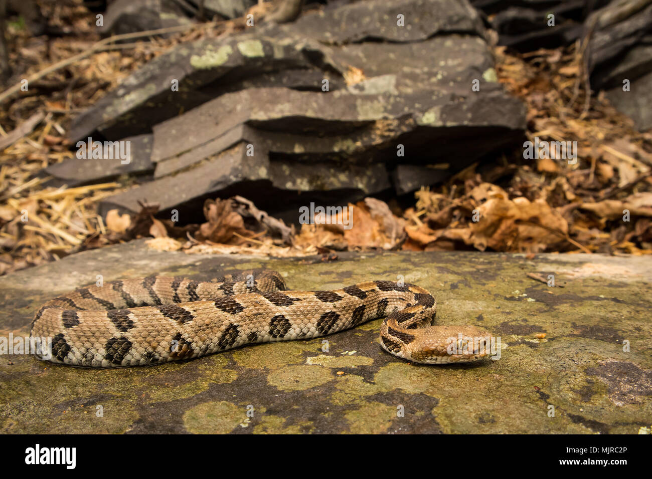 Young timber rattlesnake outside its den - Crotalus horridus Stock ...