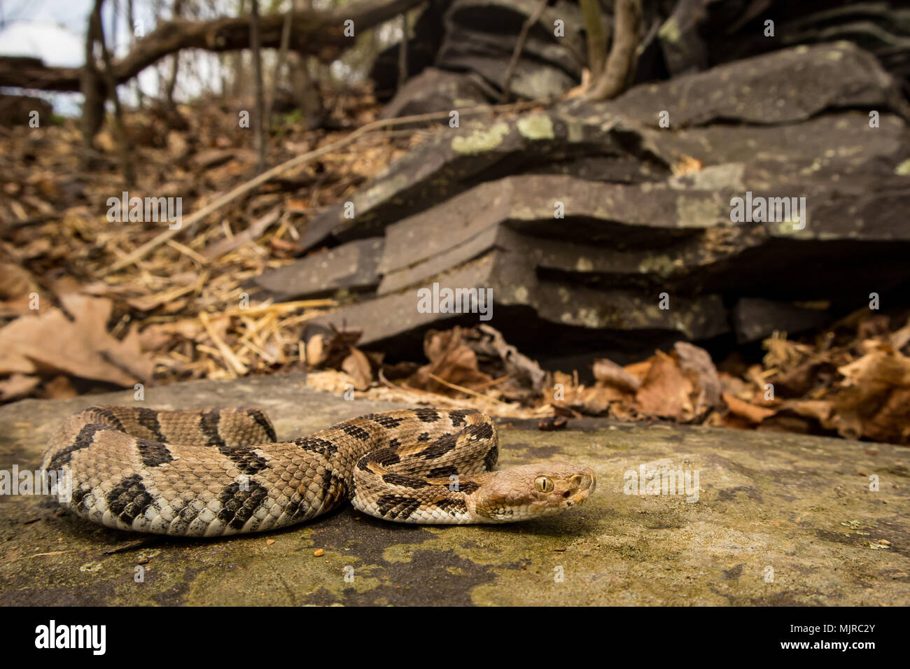 Young timber rattlesnake outside its den - Crotalus horridus Stock Photo - Alamy