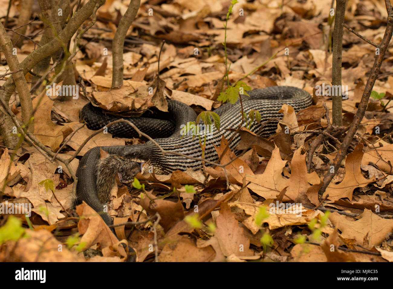 Snake swallow tail hi-res stock photography and images - Alamy