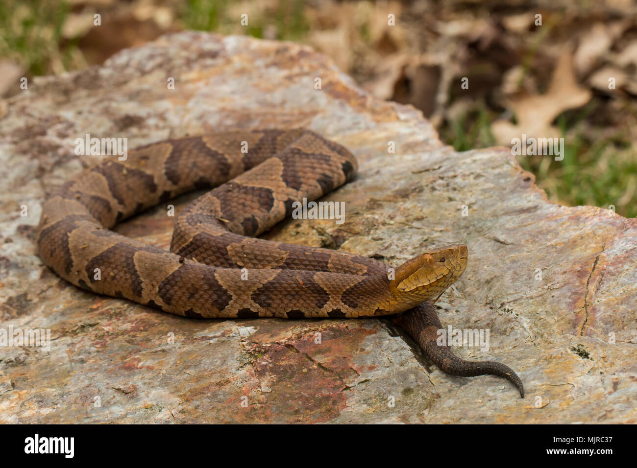 Northern copperhead - Agkistrodon contortrix mokasen Stock Photo - Alamy
