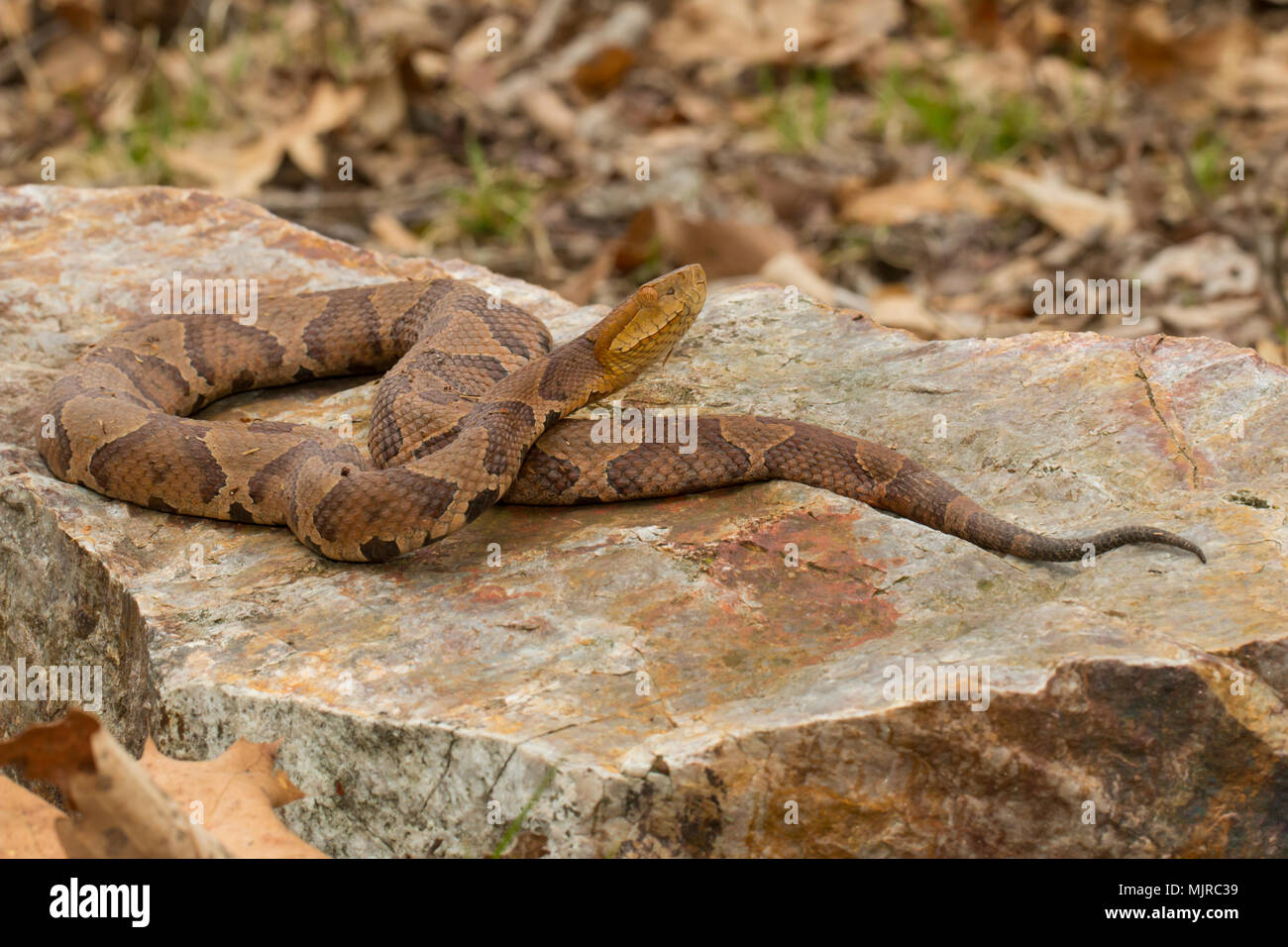 Northern copperhead - Agkistrodon contortrix mokasen Stock Photo - Alamy