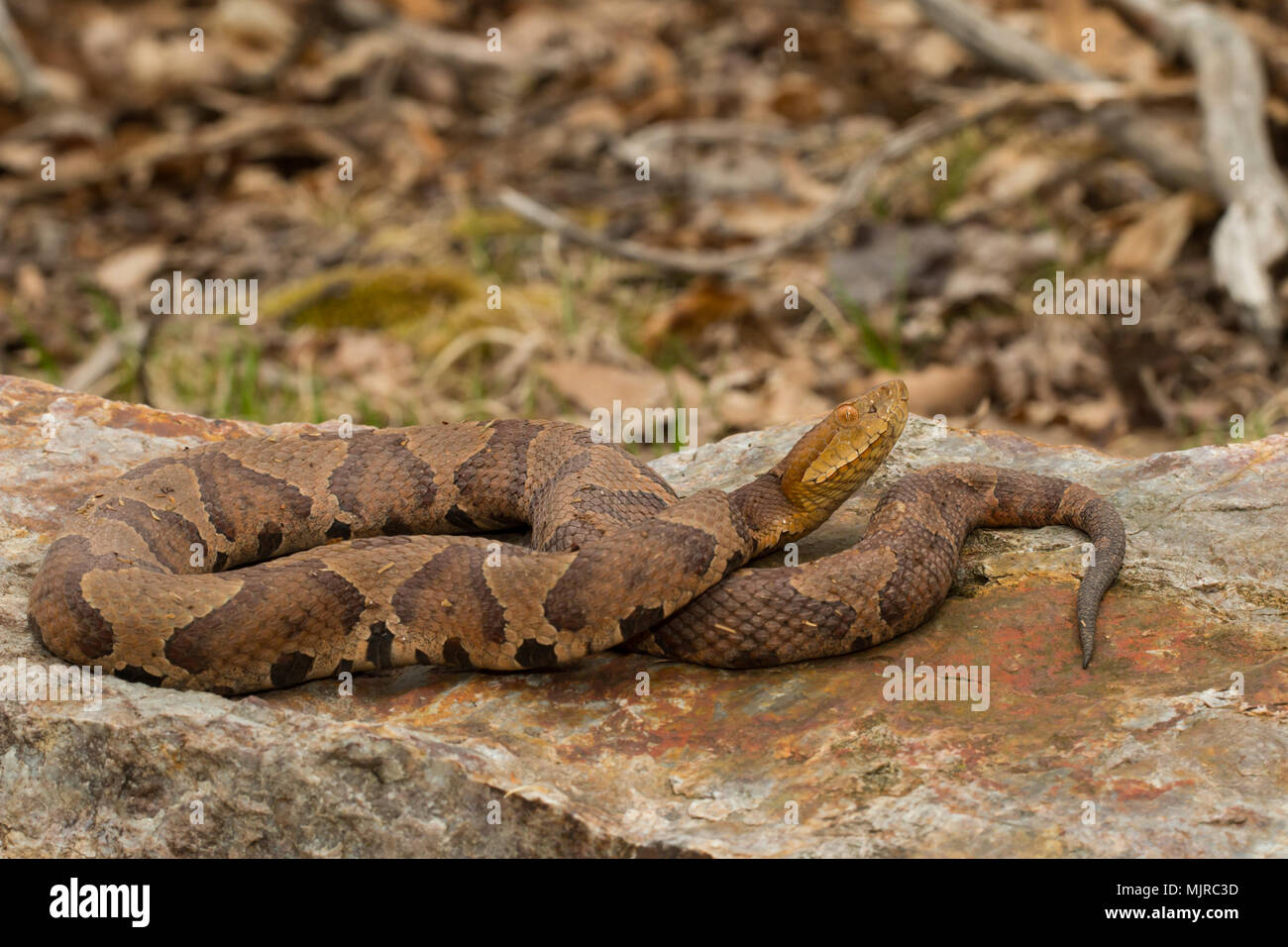 Northern copperhead - Agkistrodon contortrix mokasen Stock Photo - Alamy