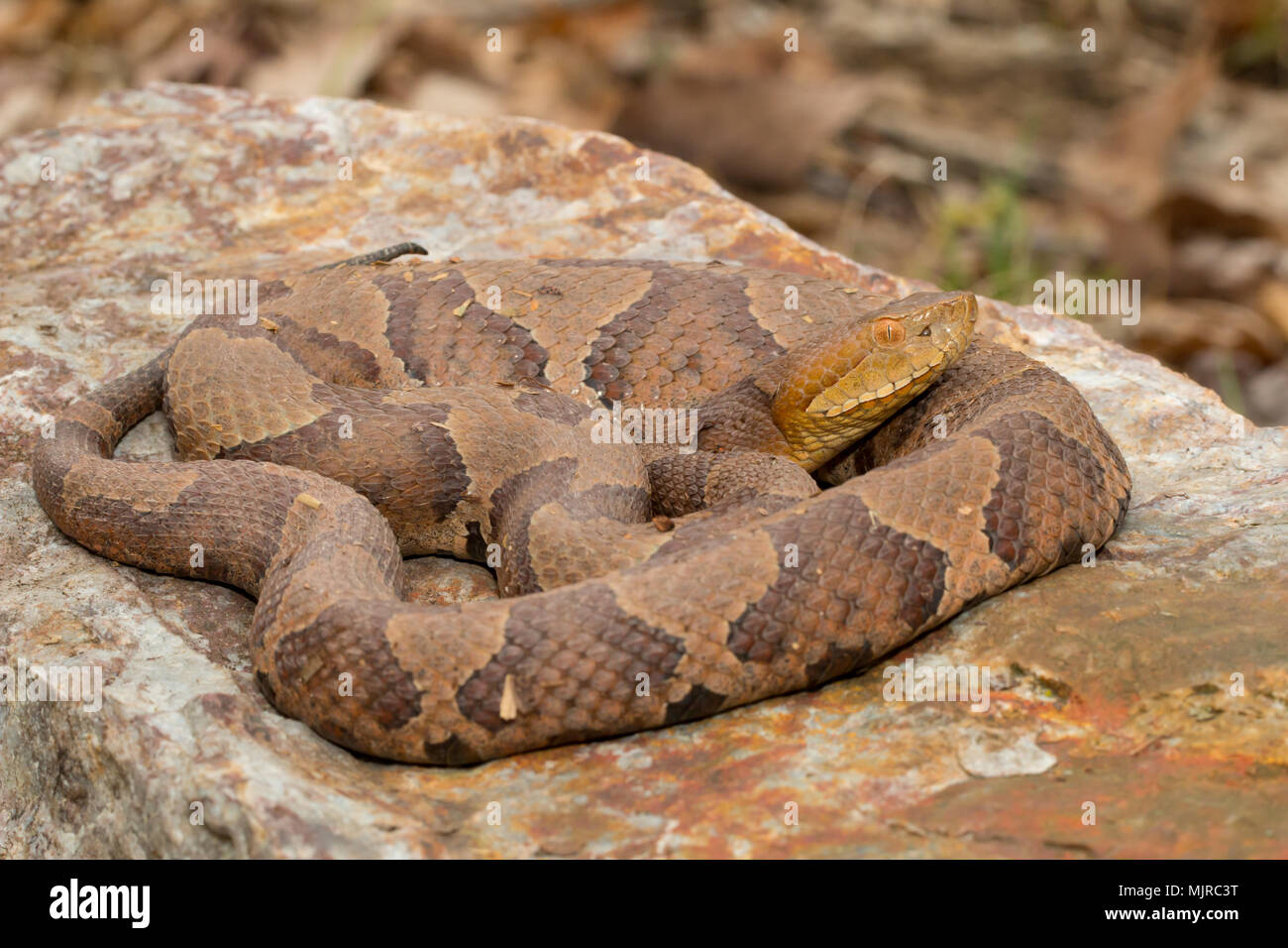 Northern copperhead - Agkistrodon contortrix mokasen Stock Photo - Alamy