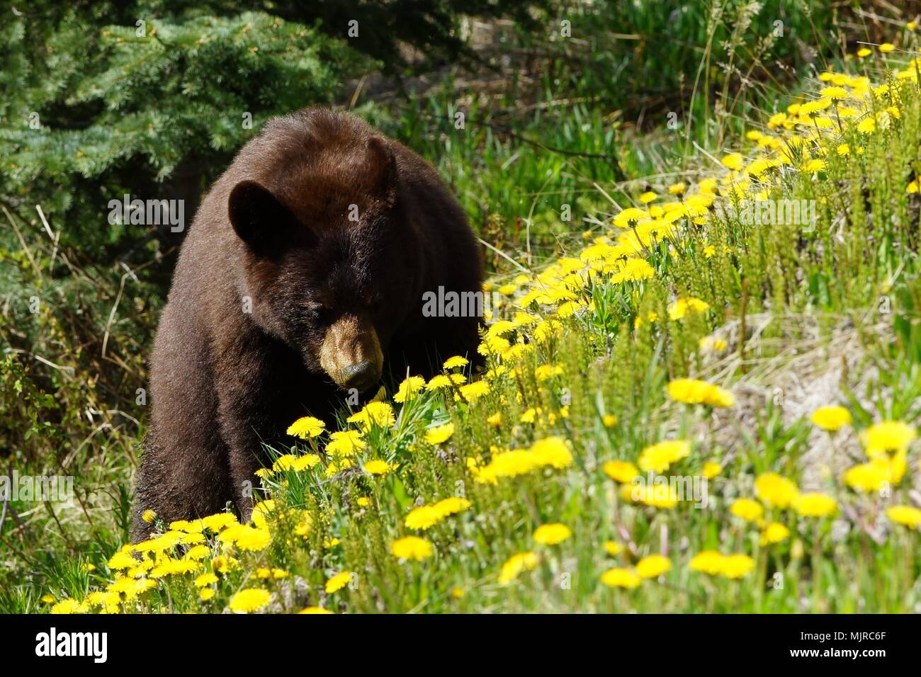 Bear Sniffing Habitat High Resolution Stock Photography and Images - Alamy