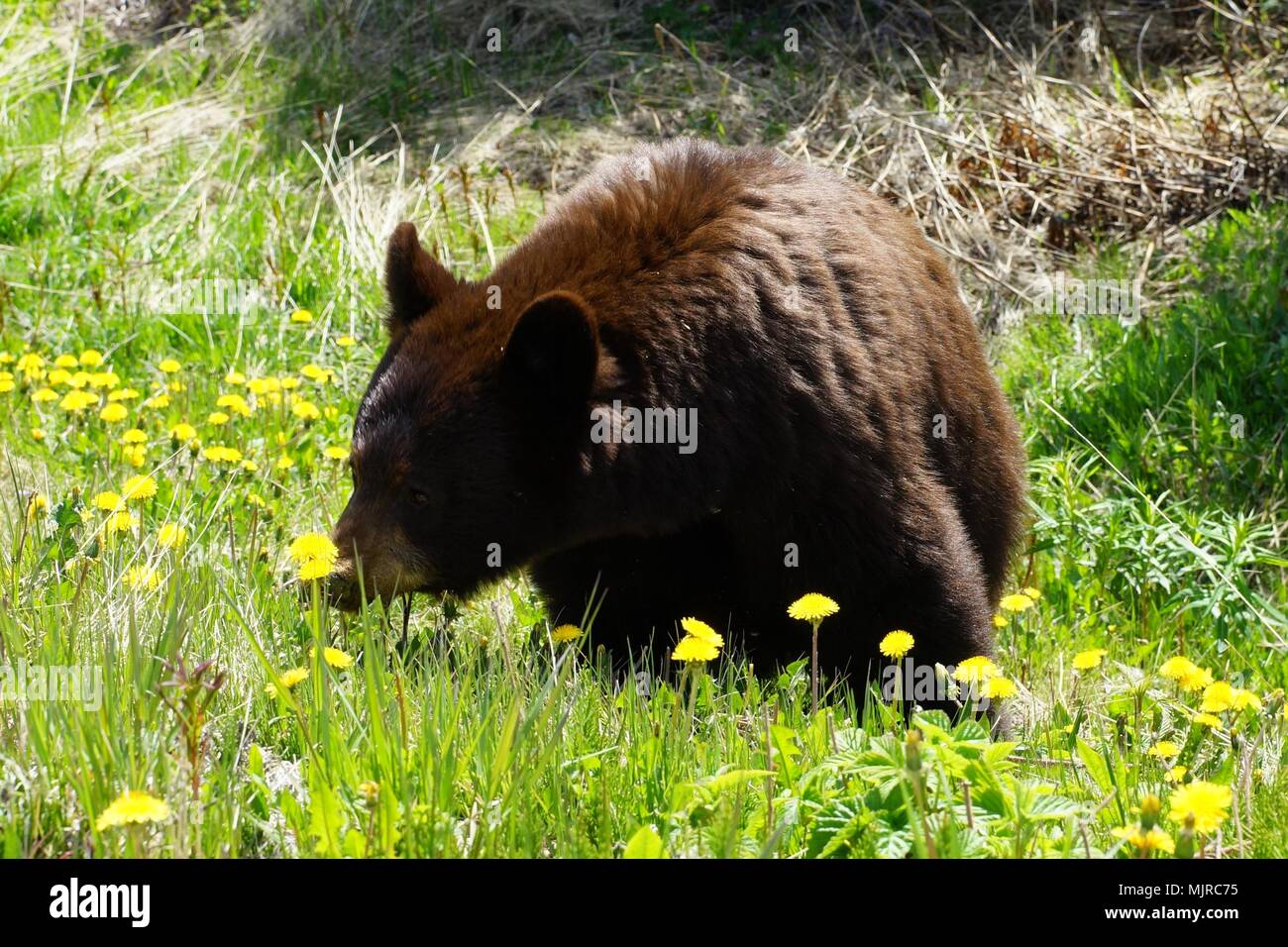 Bear Sniffing Habitat High Resolution Stock Photography and Images - Alamy