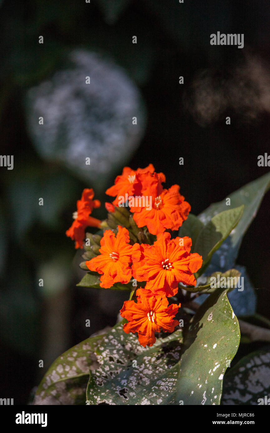 Orange flowers on a geiger tree Cordia sebestena in Naples, Florida ...