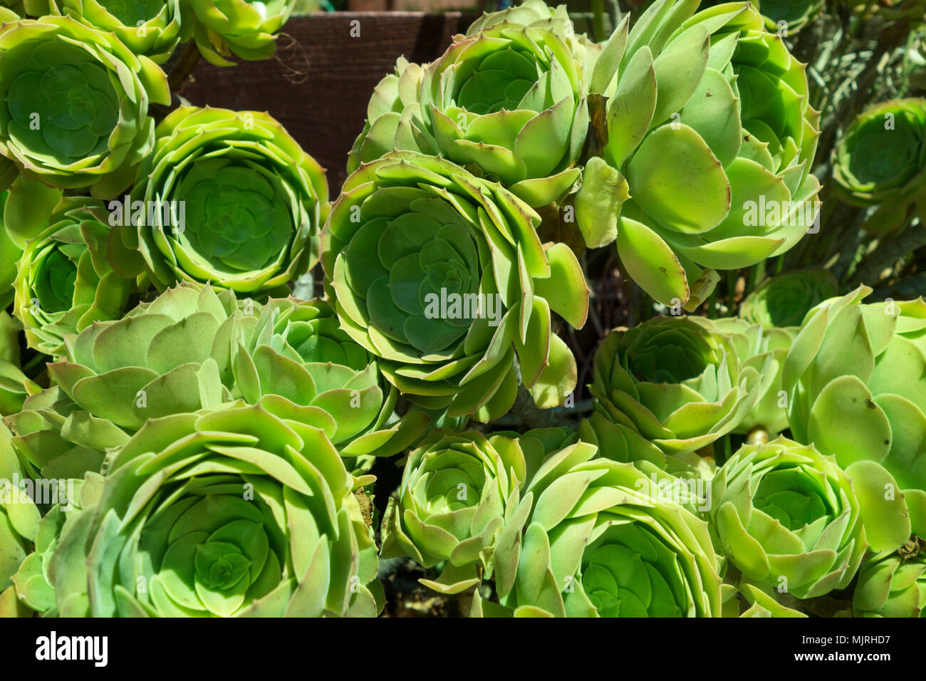 Vibrant green leafy plant in hi-res stock photography and images - Alamy