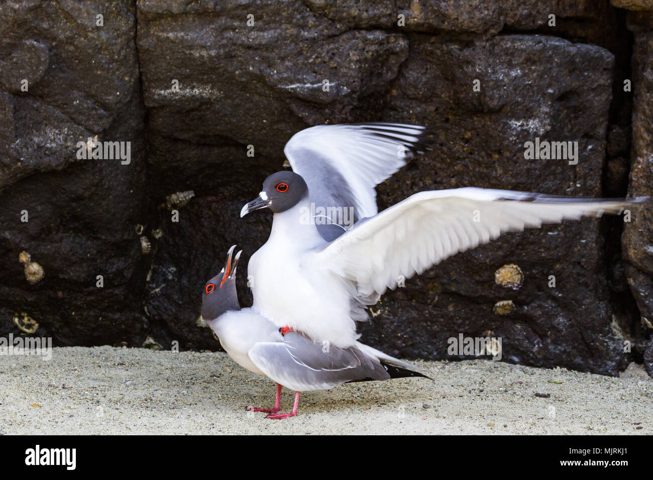 Breeding mating birds wildlife hi-res stock photography and images - Alamy