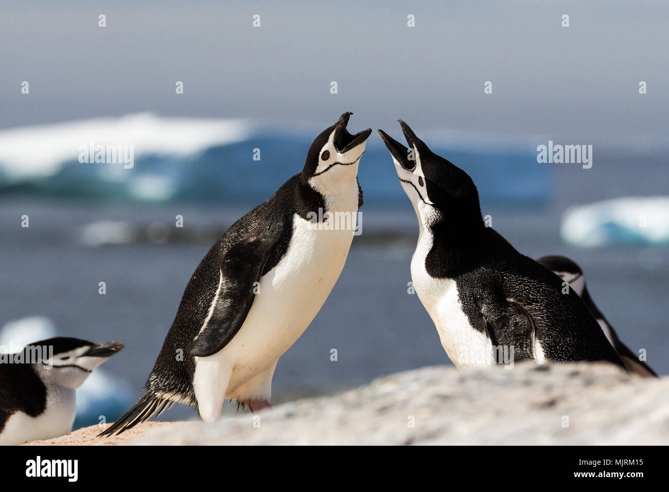 Wildlife mating display hi-res stock photography and images - Alamy