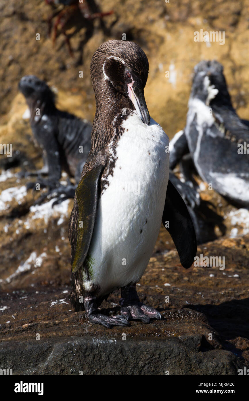 Iguana in black background hi-res stock photography and images - Alamy