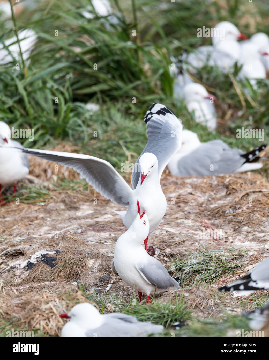 Mating display of the Red-billed Gull (Larus novaehollandiae) in a ...
