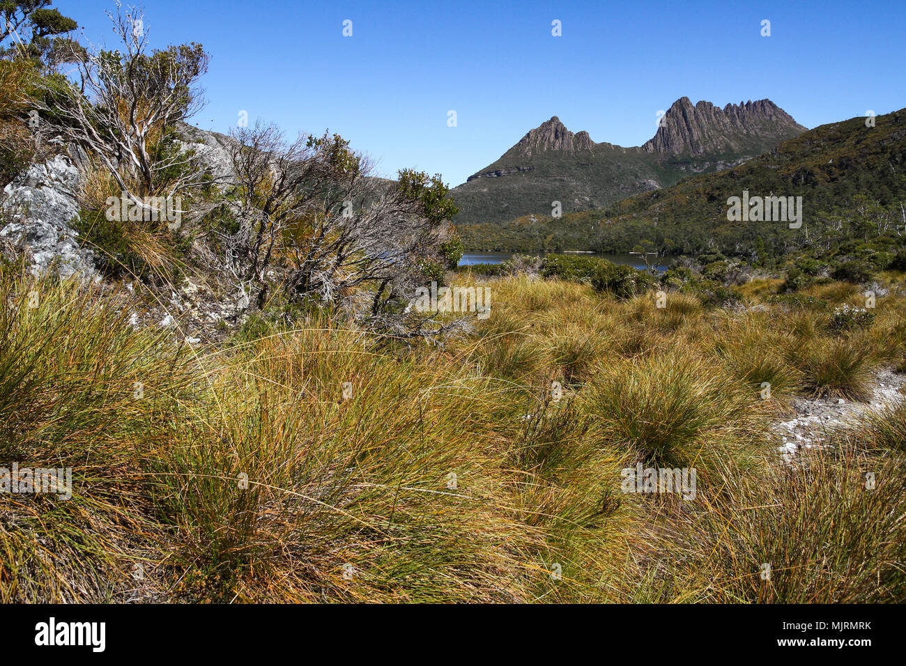 Alpine vegetation tasmania hi-res stock photography and images - Alamy