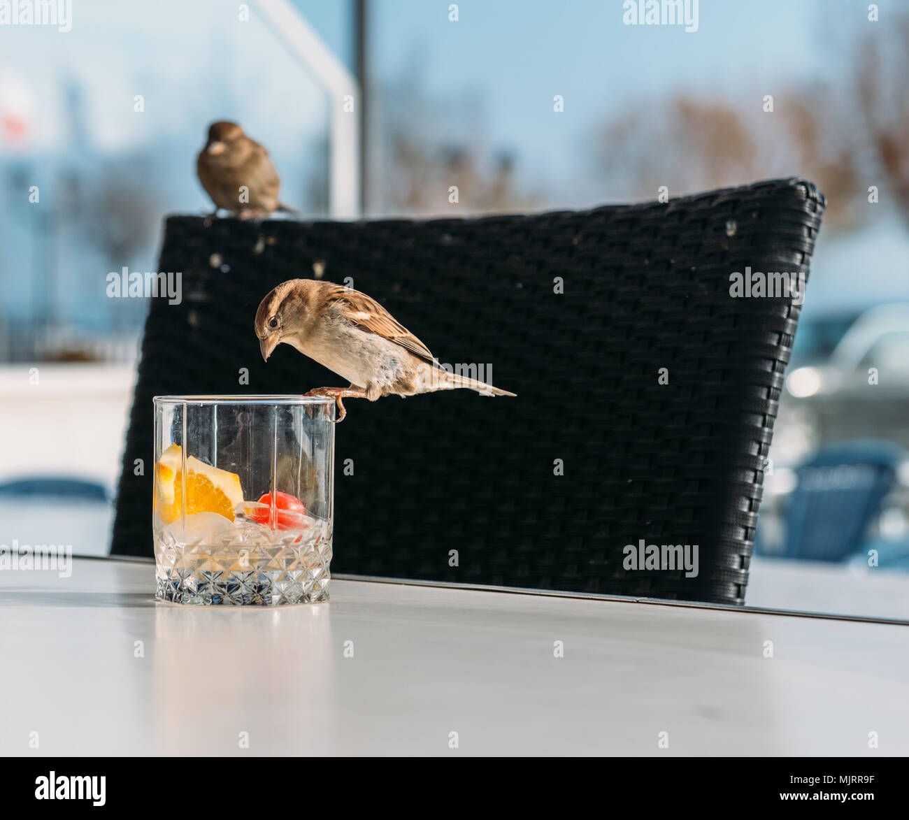 Sparrow on cafe table hi-res stock photography and images - Alamy