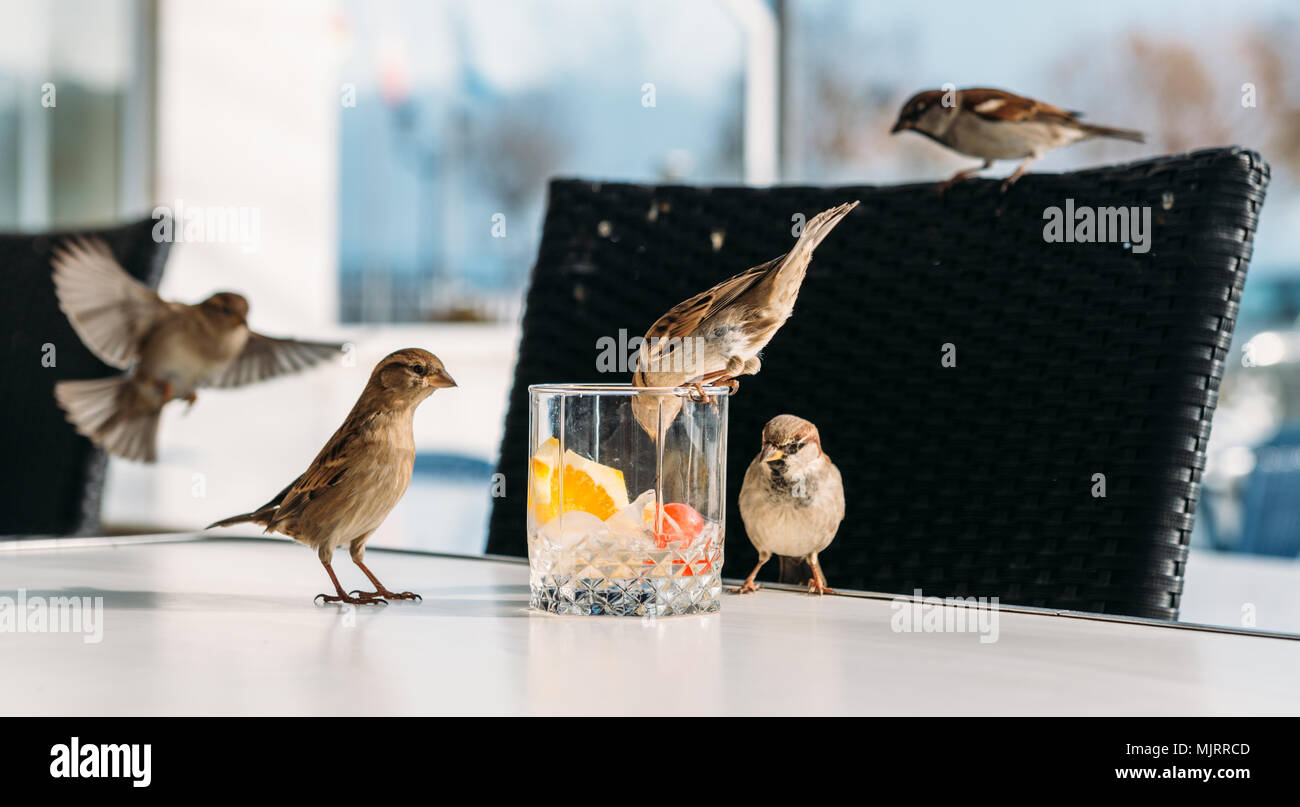 Sparrow birds drinking from a glass Stock Photo - Alamy