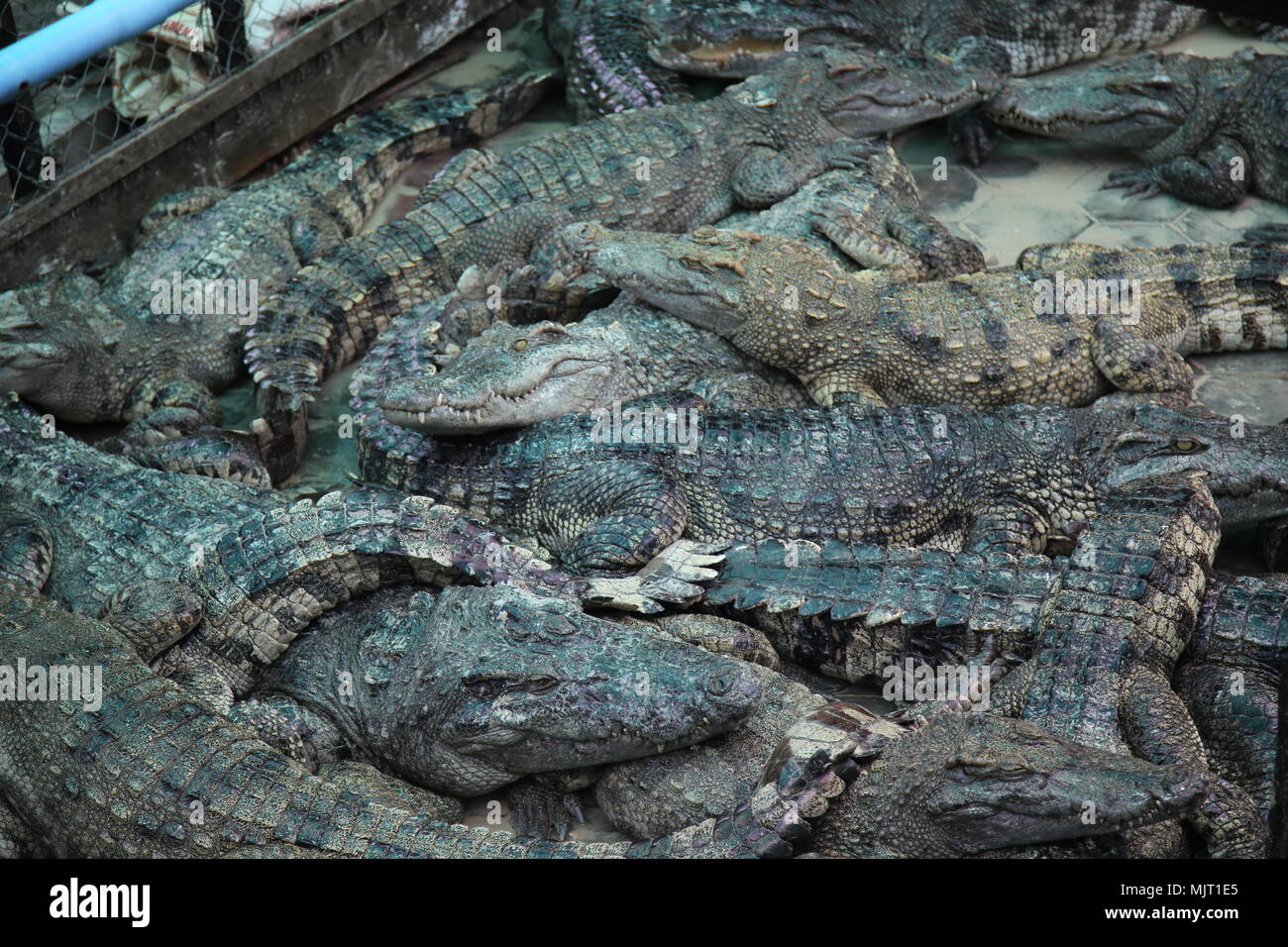 Crocodile Farm in Cambodia Stock Photo - Alamy