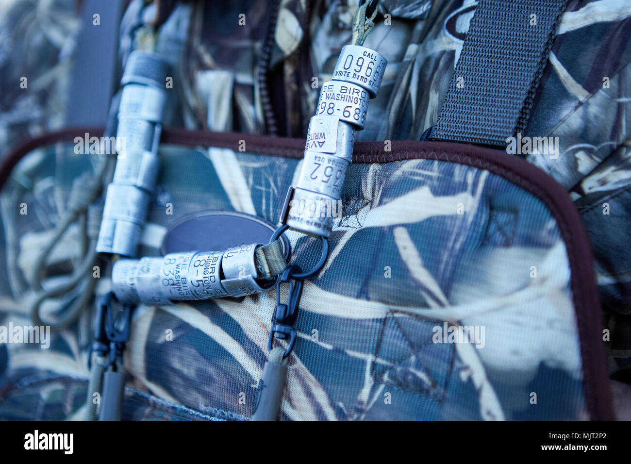 Waterfowl banding hi-res stock photography and images - Alamy