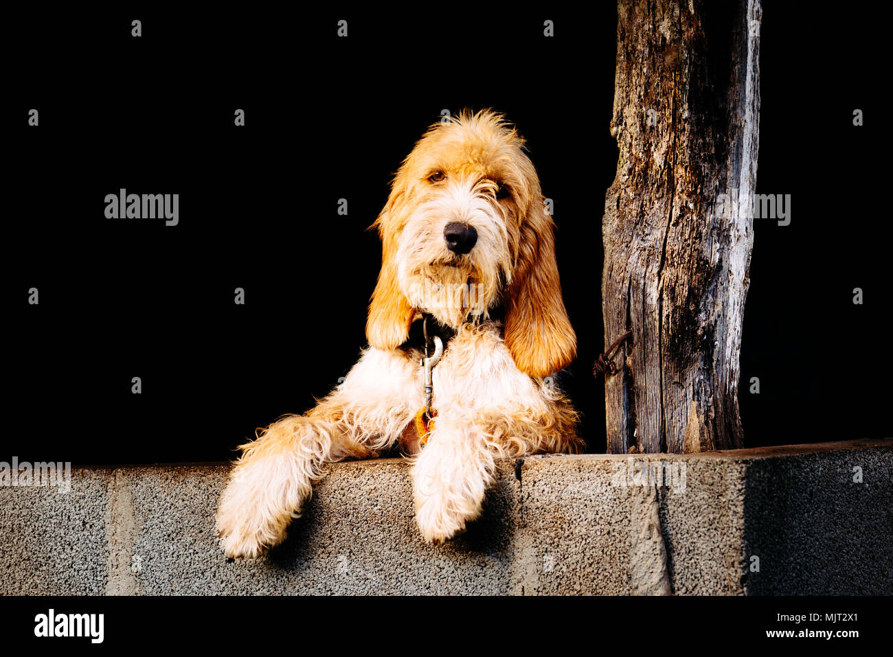 Sad dog looking at camera Stock Photo - Alamy