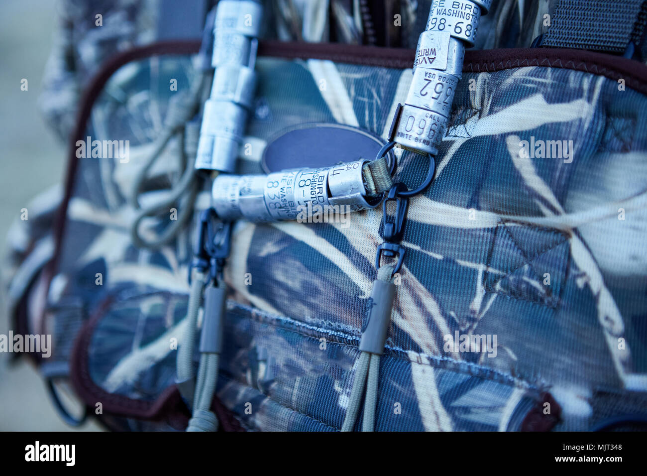 Hunters backpack with waterfowl bird bands attached to its back as a ...