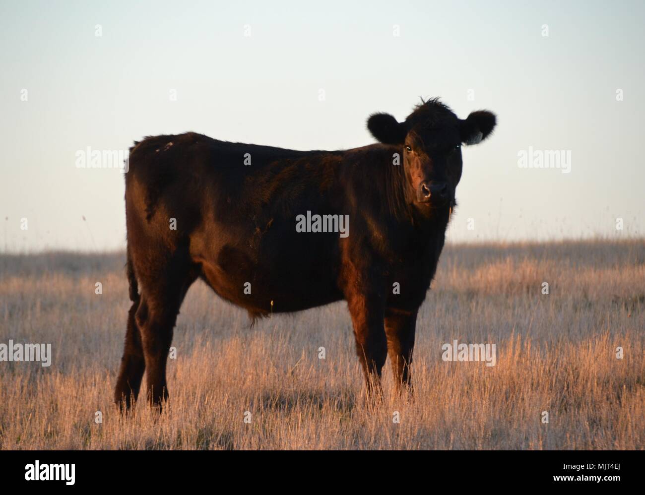 Black Angus beef cattle bull in a field at sunset side-on looking at ...