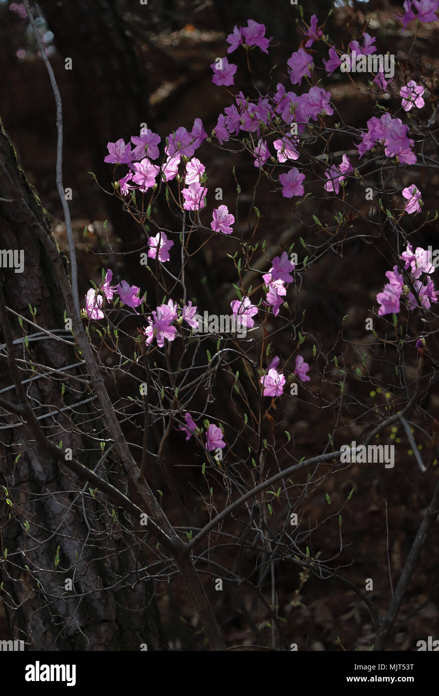 Sunlit wild pink azaleas grow in the forest around the Donghwasa Temple ...