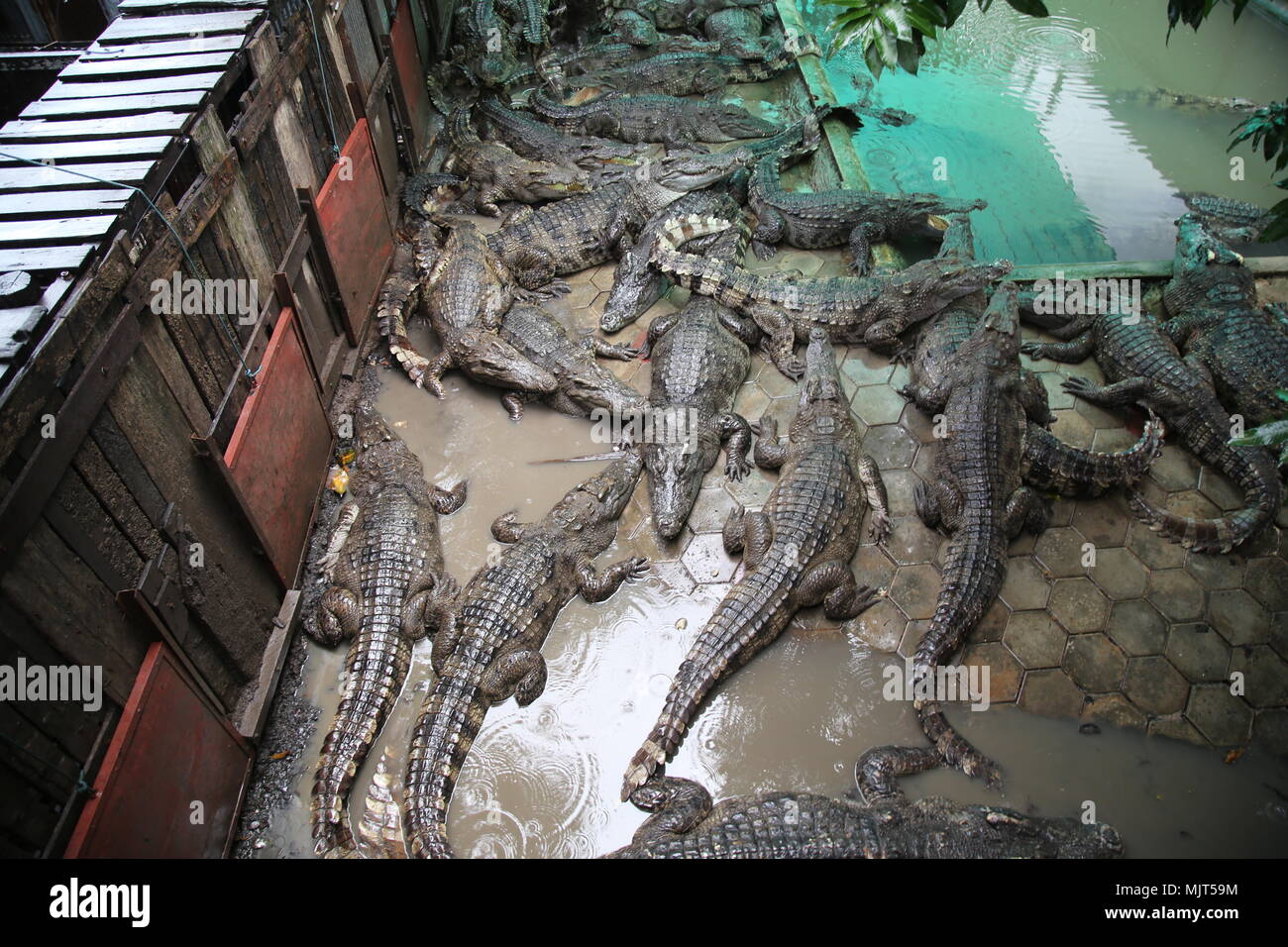 Farm crocodiles hi-res stock photography and images - Alamy
