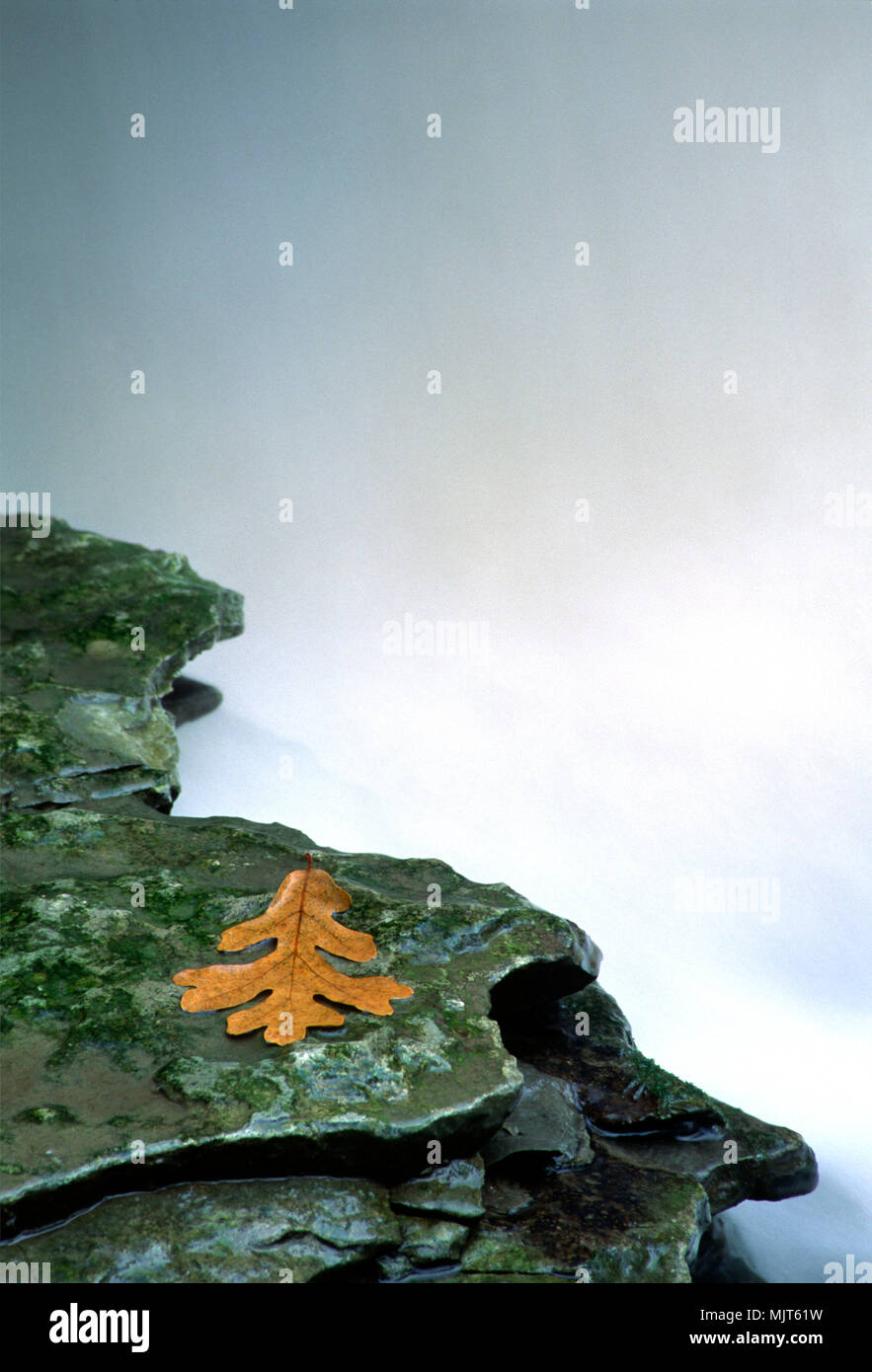 Oak leaf at base of Hidden Falls, Nerstrand Big Woods State Park ...