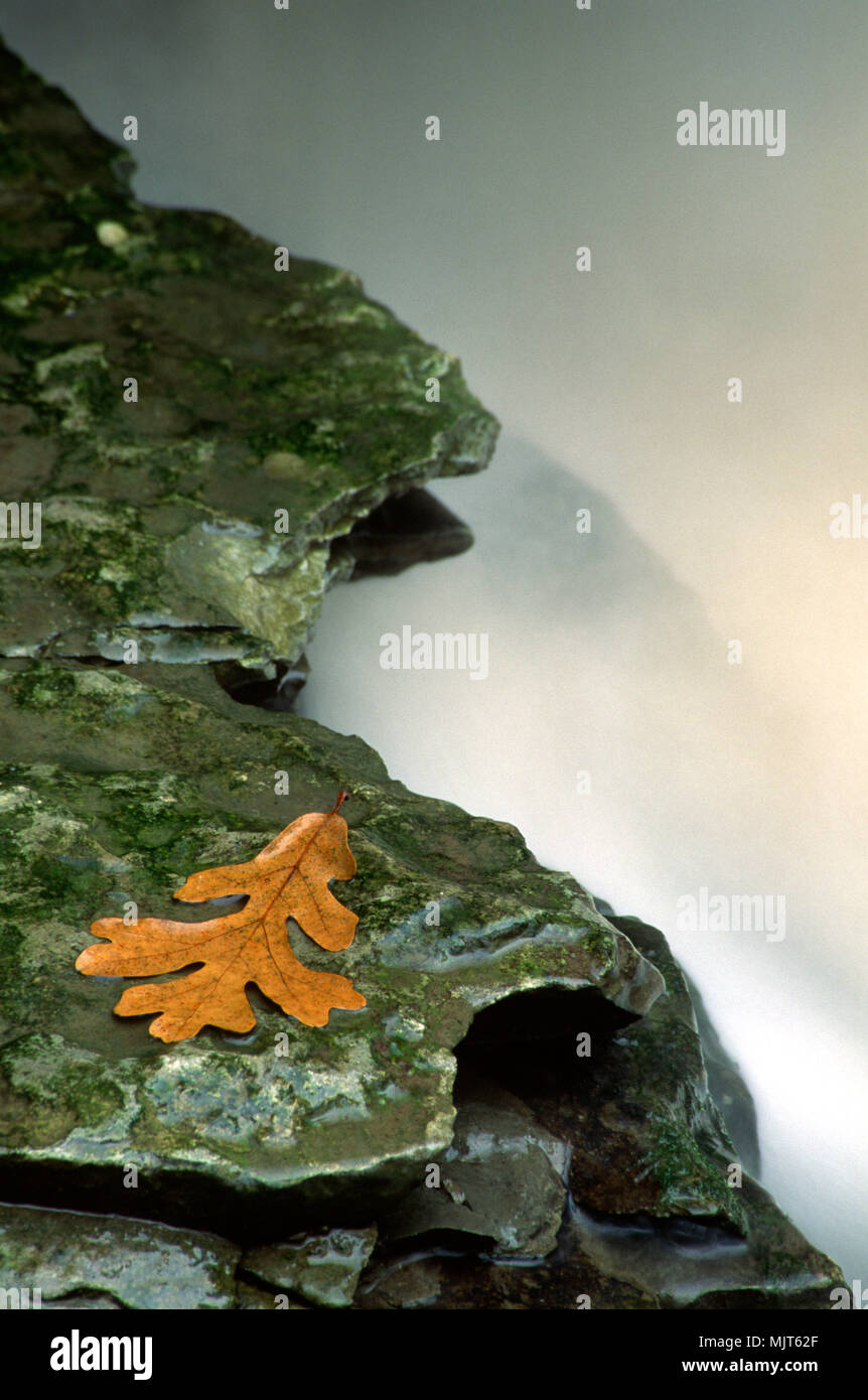 Oak leaf at base of Hidden Falls, Nerstrand Big Woods State Park ...
