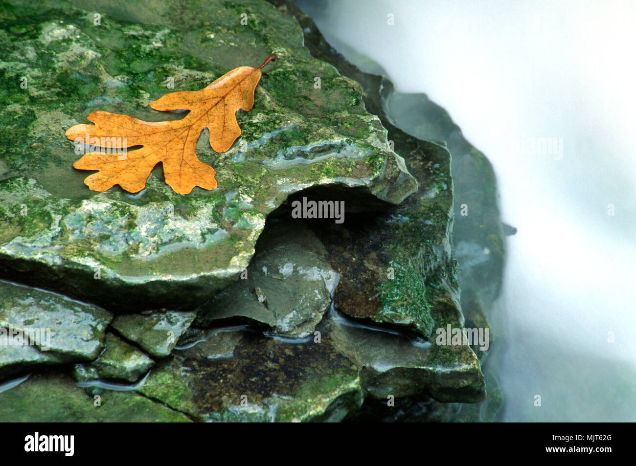 Oak leaf at base of Hidden Falls, Nerstrand Big Woods State Park ...