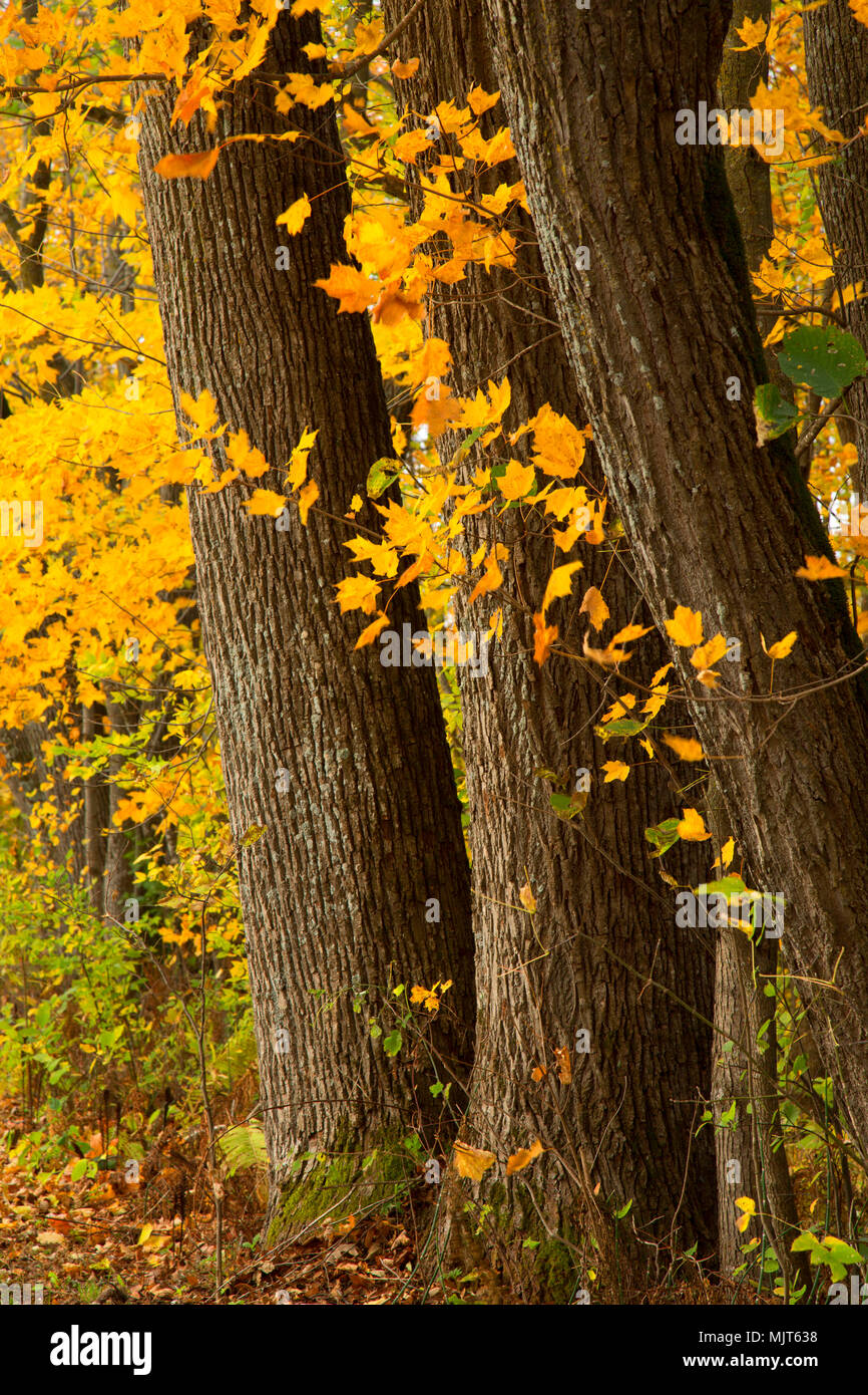 Forest along River Trail, St. Croix National Scenic Riverway, Wild ...