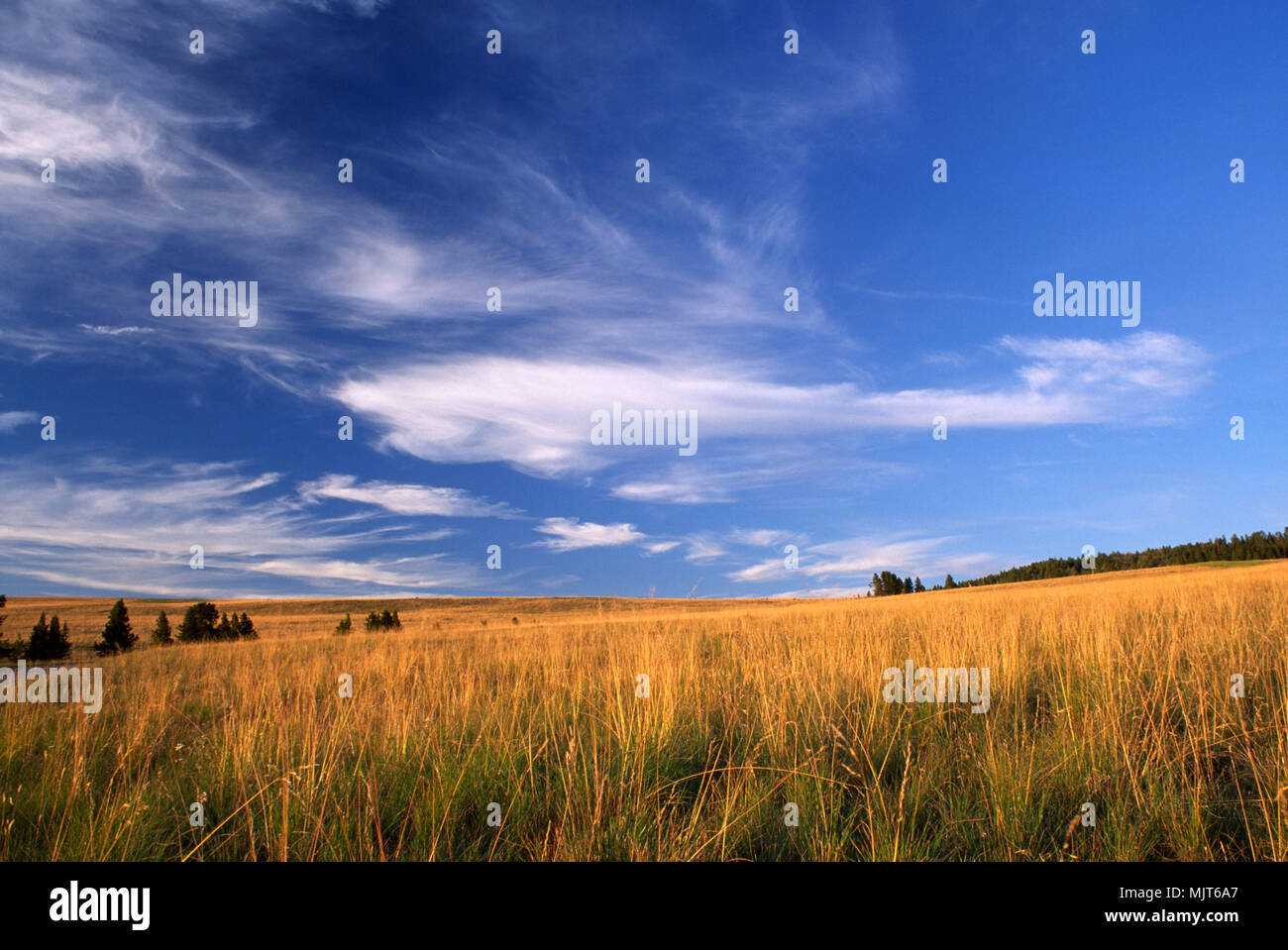 Grassland at Mullan Pass, Helena National Forest, Montana Stock Photo ...