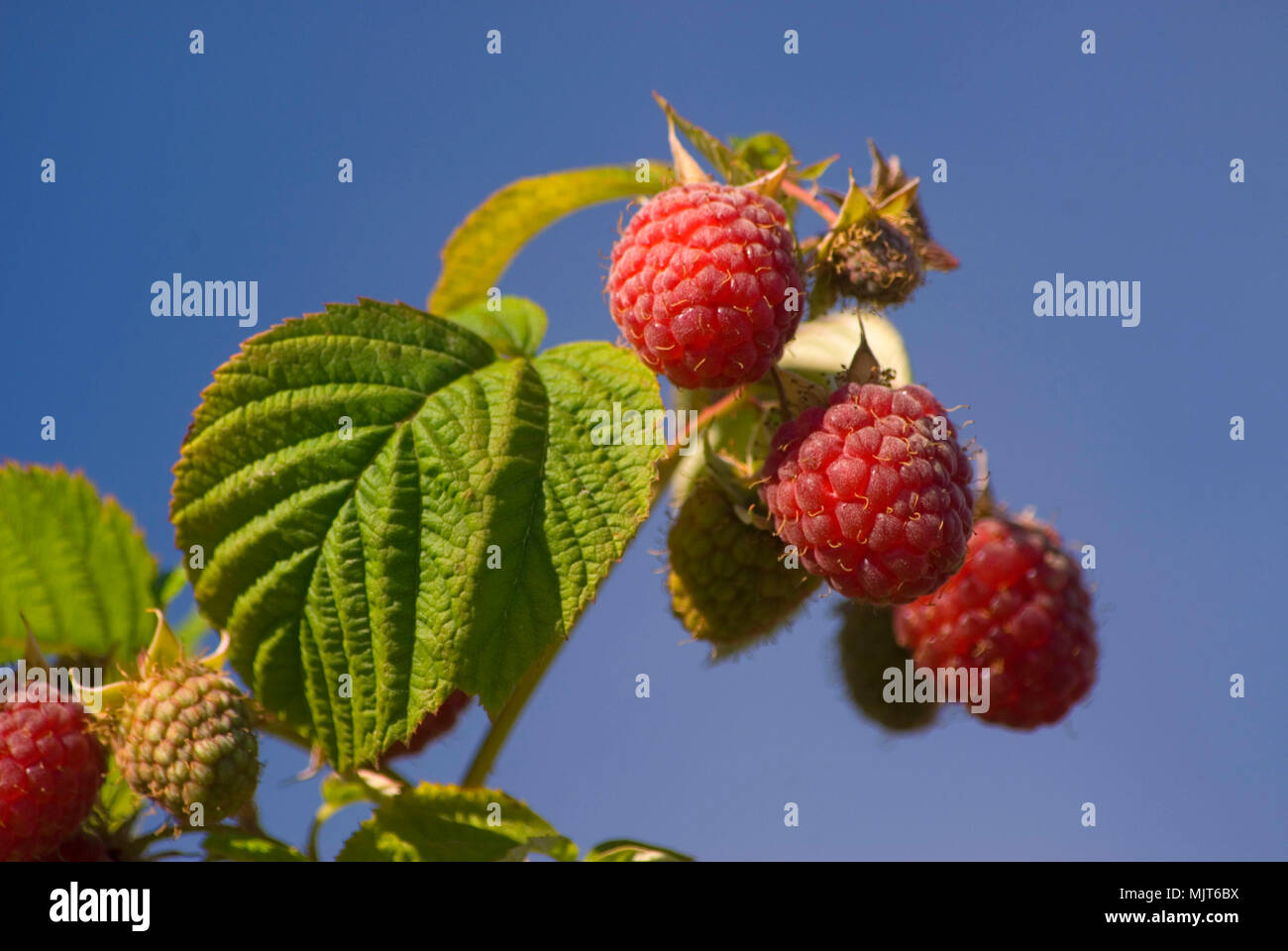 U-pick raspberries, Greens Bridge Gardens, Linn County, Oregon Stock ...