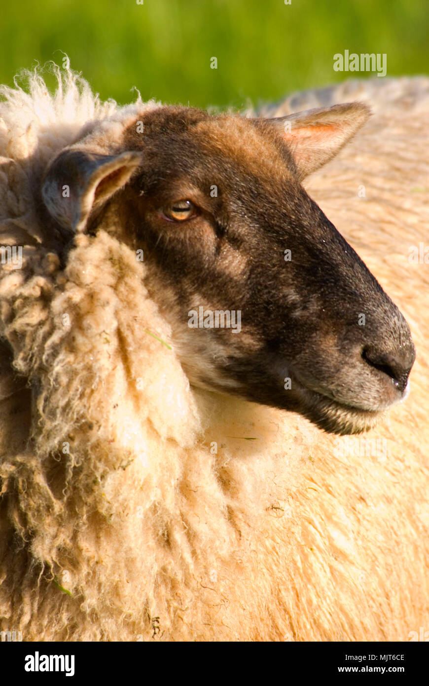 Sheep, Linn County, Oregon Stock Photo - Alamy