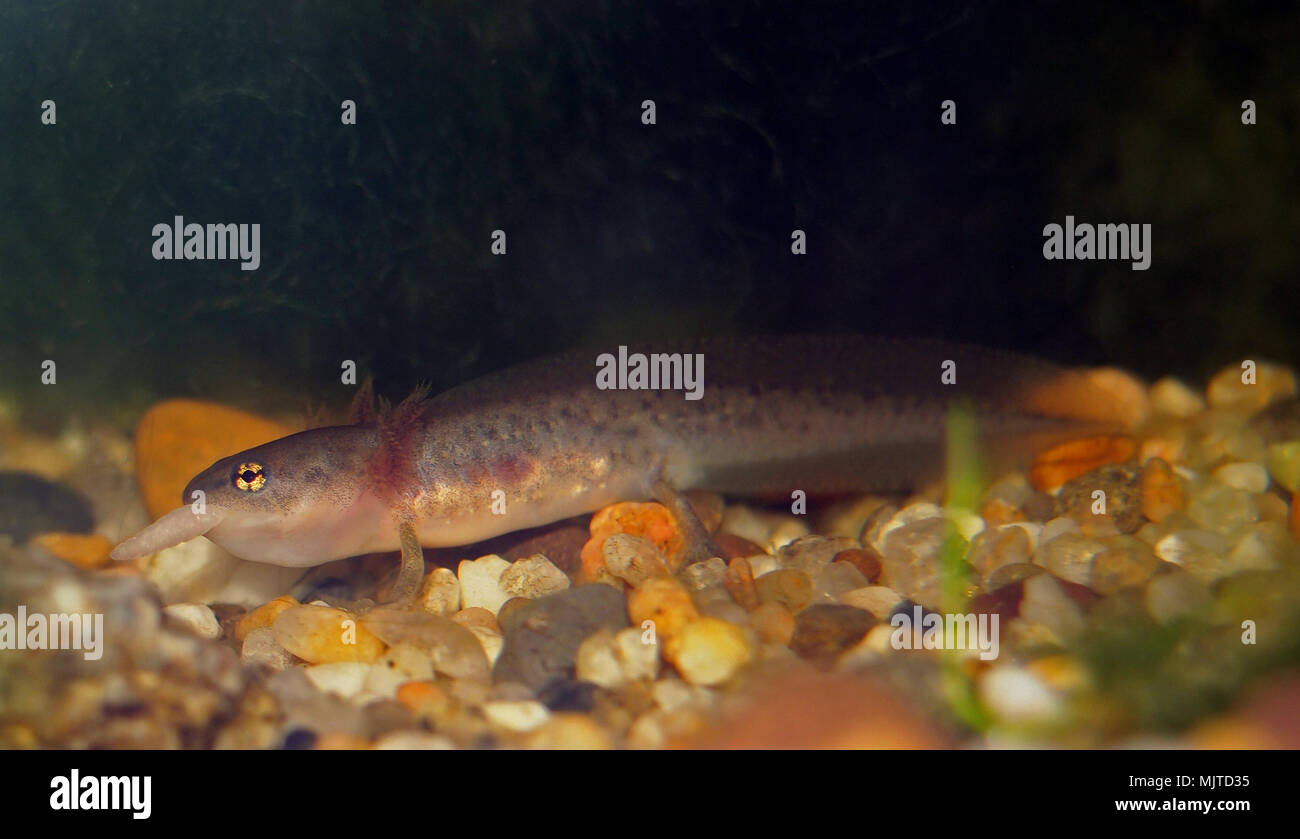 Salamandridae hi-res stock photography and images - Alamy