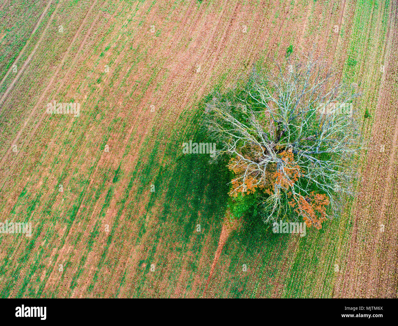 Aerial view oak tree hi-res stock photography and images - Alamy
