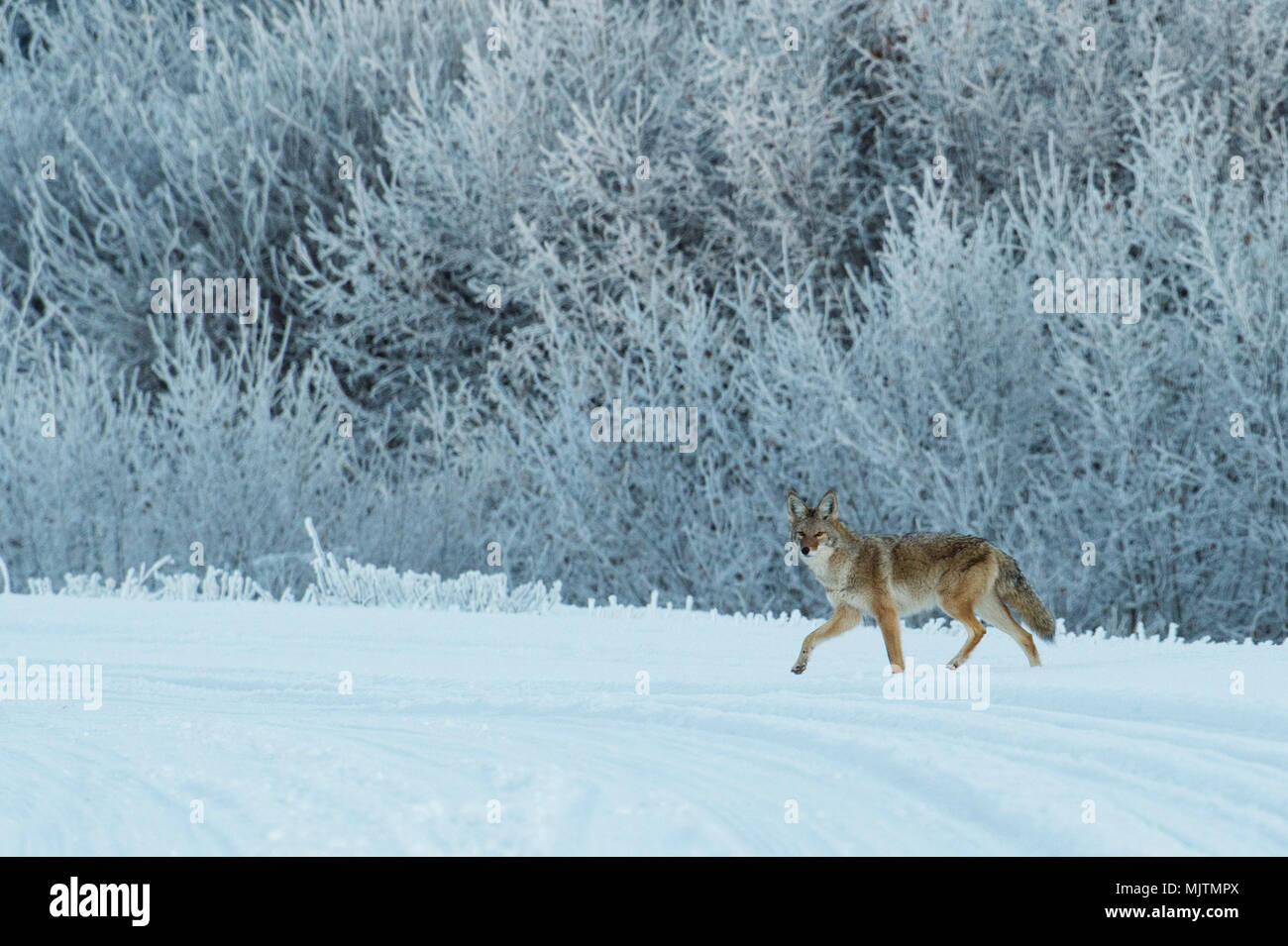A coyote emerges from the woods at Joint Base Elmendorf-Richardson ...