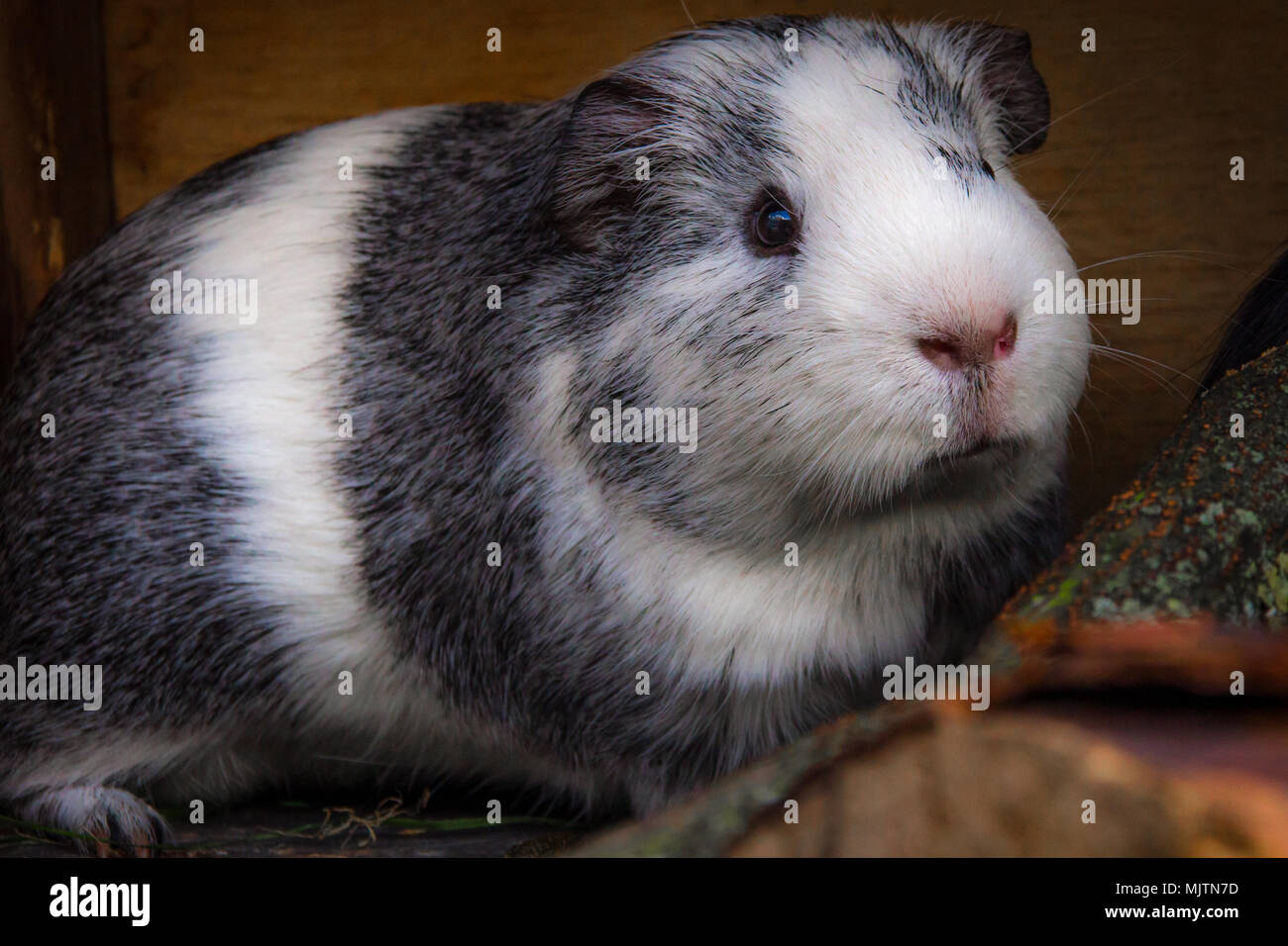 Cavia porcellus peruvian hi-res stock photography and images - Alamy