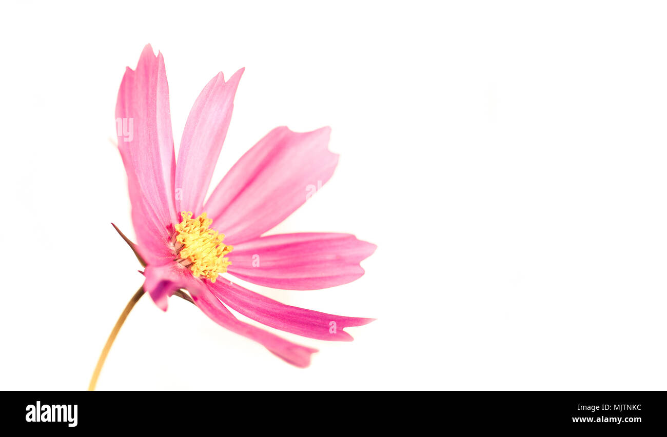 Pale and slightly desaturated light pink wild flower “Wild Cosmos ...