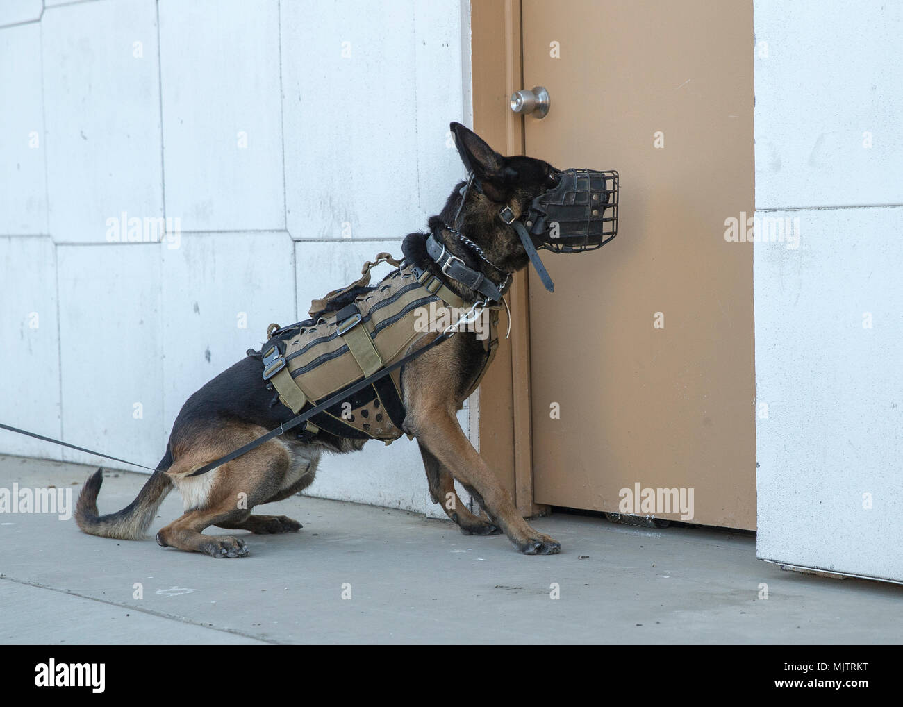 Sgt. Roy, a military working dog with 1st Marine Raider Battalion ...