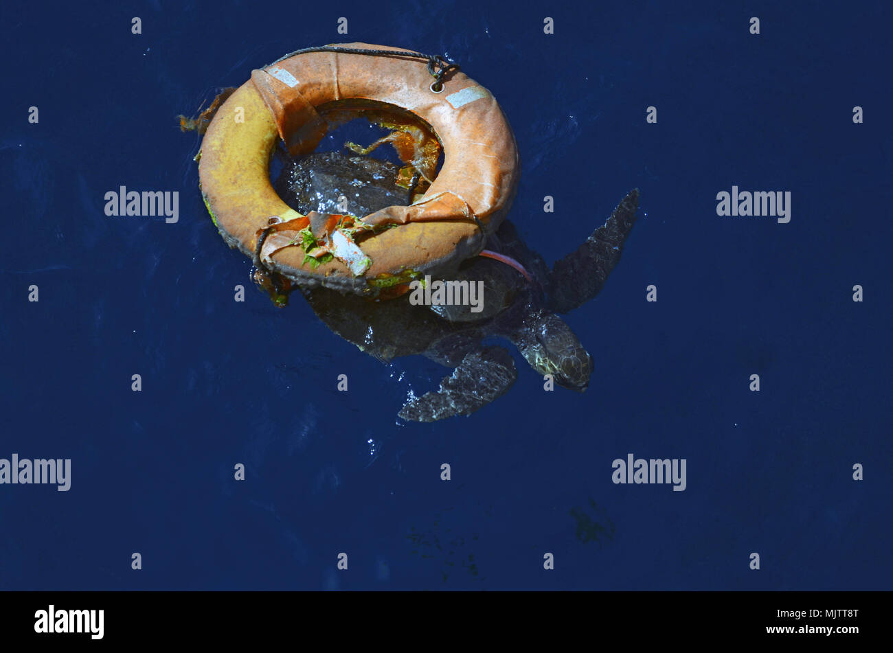 A view of a sea turtle entagled with a life ring that the Coast Guard ...