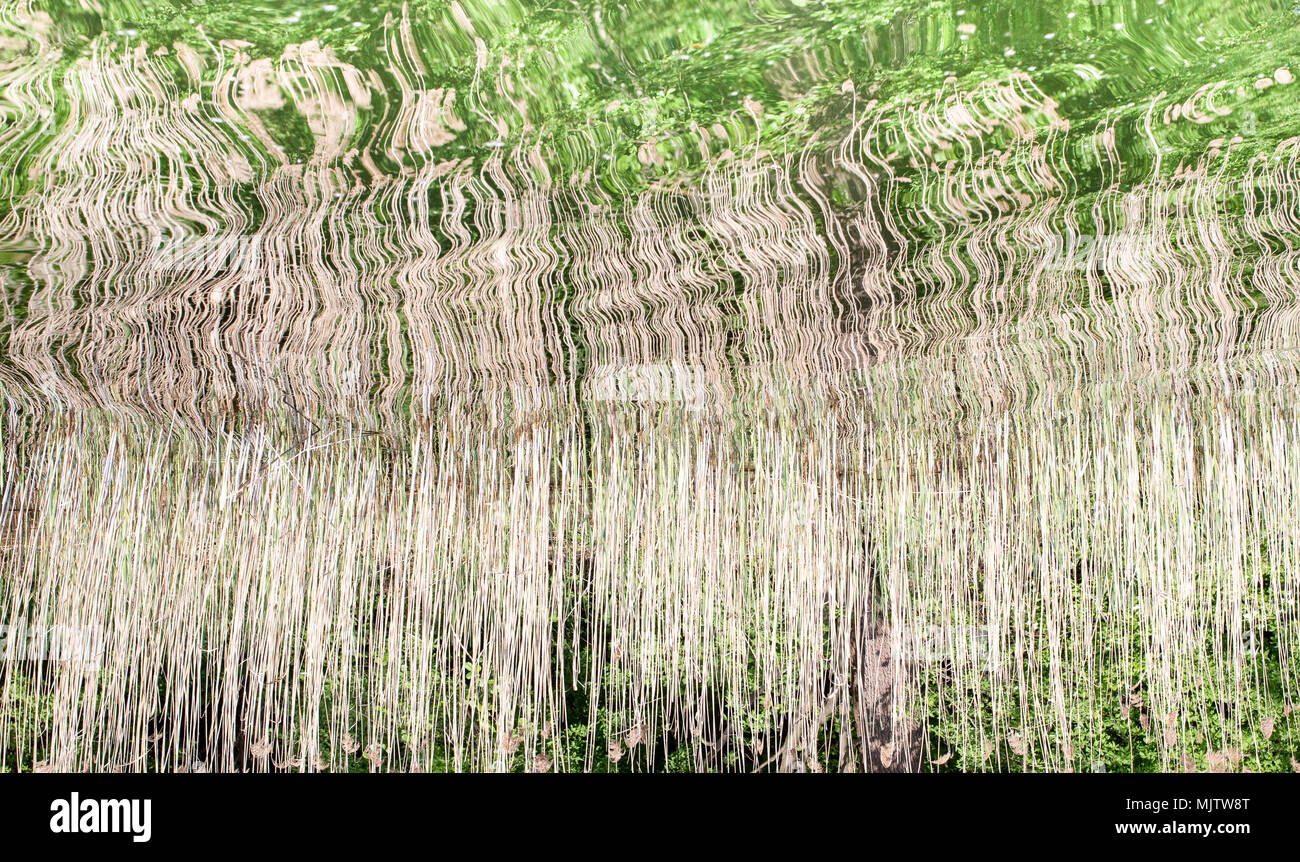 Parallel Lines In Nature