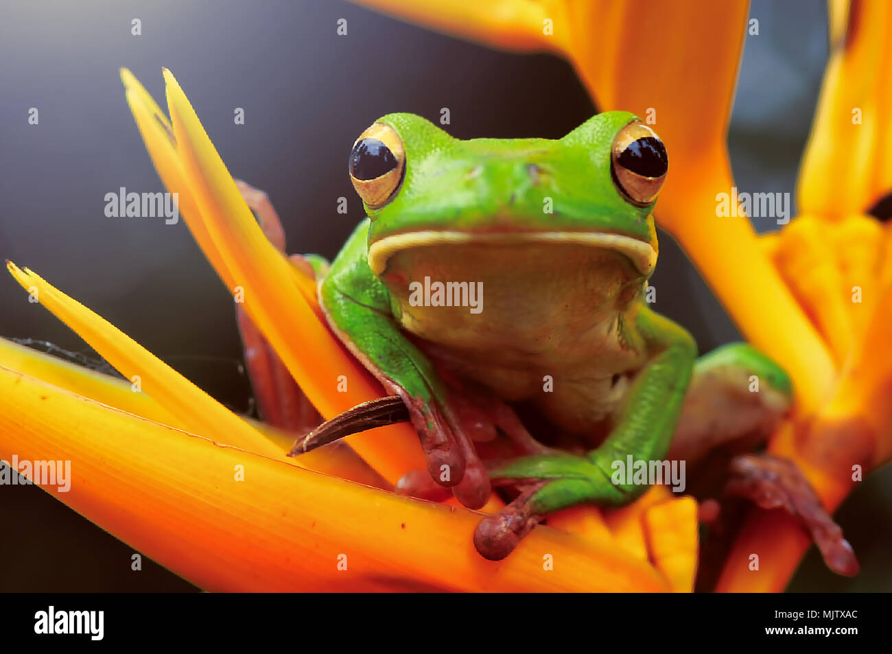 tree frog on the leaves Stock Photo - Alamy
