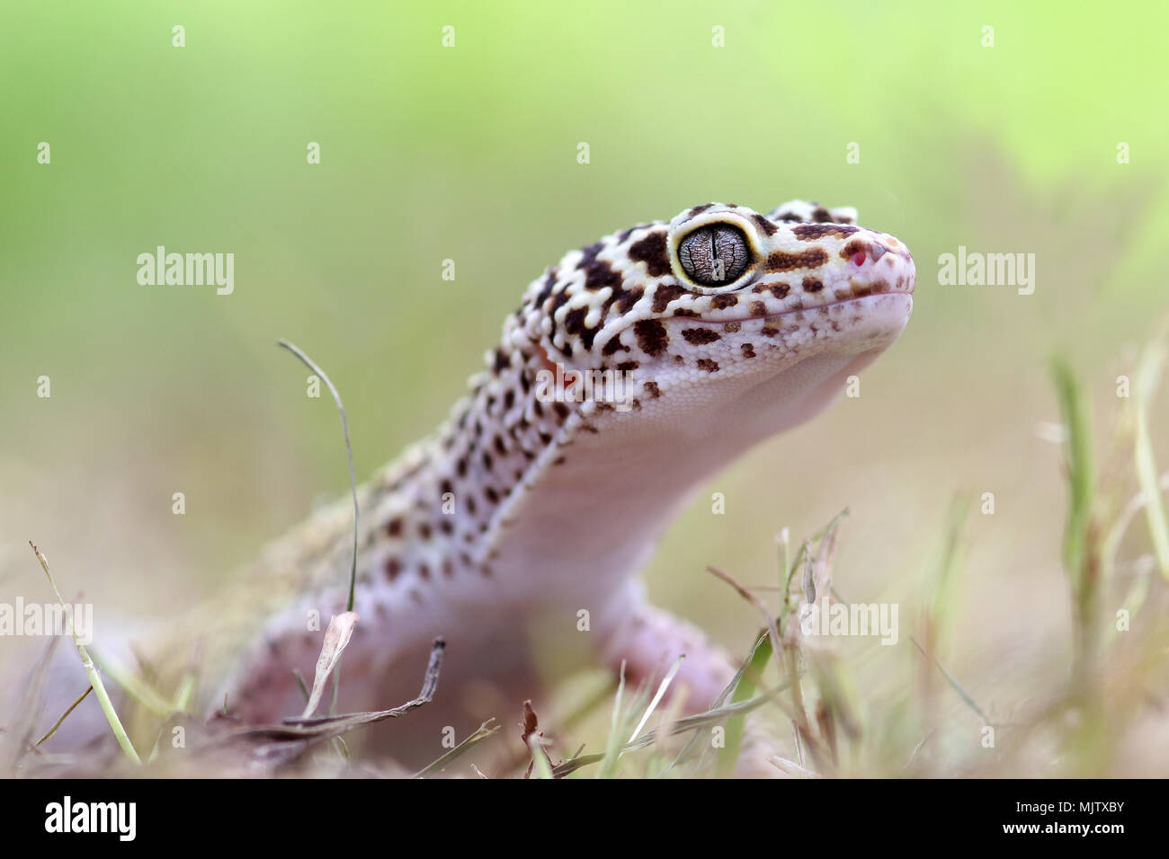 gecko behind the grass Stock Photo - Alamy