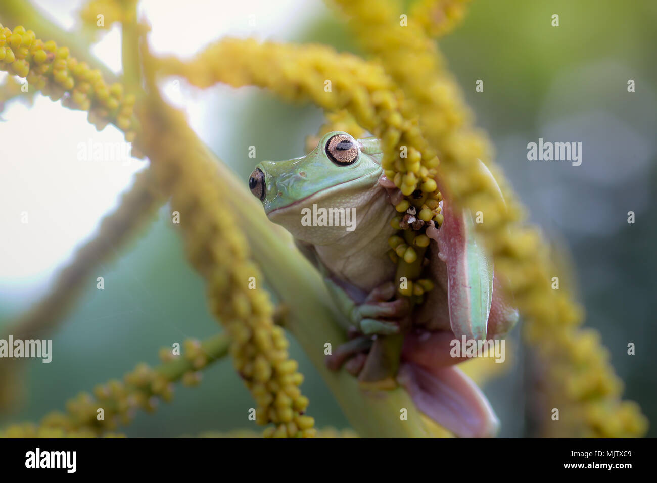 tree frog on the leaves Stock Photo - Alamy